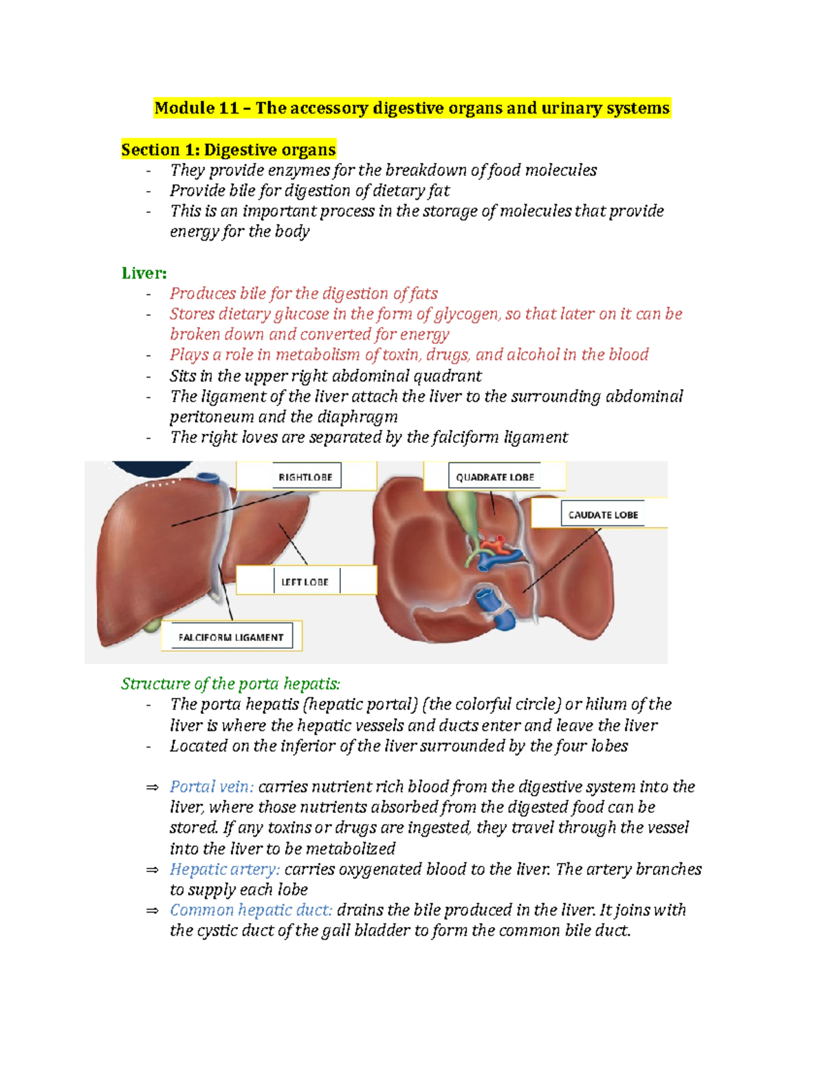 Module 11 The accessory digestive organs and urinary systems - Module ...