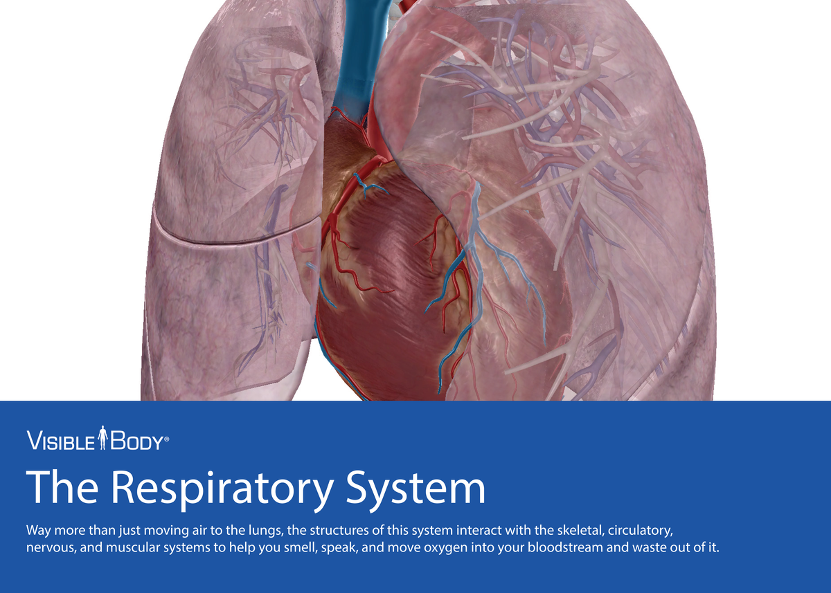 Visible Body Respiratory System EBook - Let’s take a look! The ...