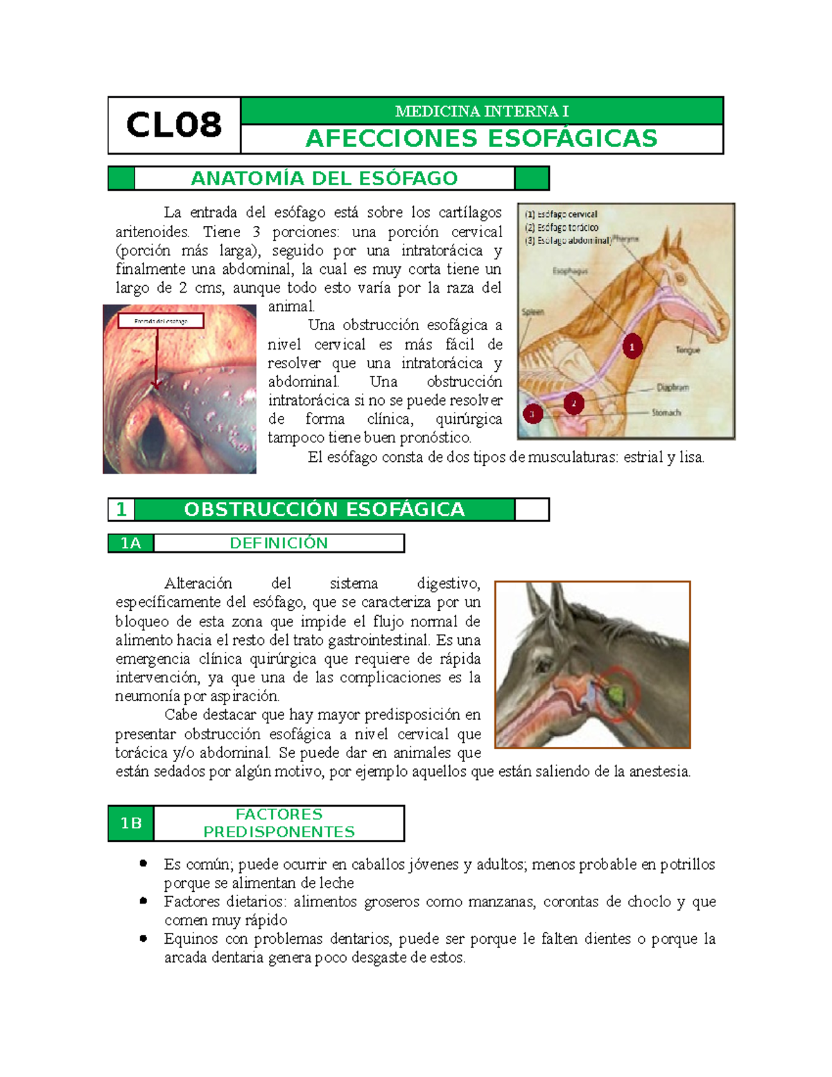 Obstruccion Esofagica Y Alteraciones Gastricas en equinos - CL08 ...