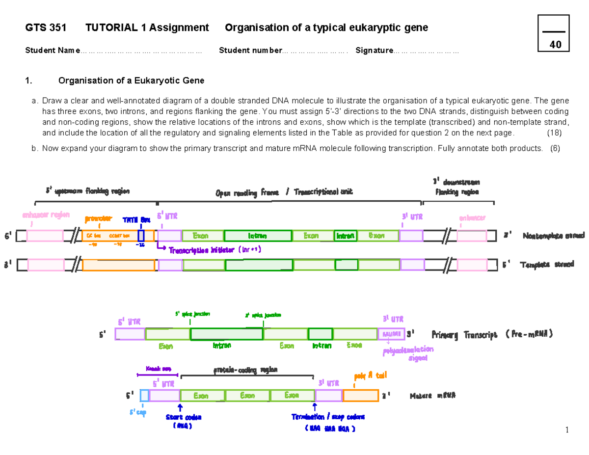 TUT1 assignment 2024 Gene organisation - GTS 351 TUTORIAL 1 Assignment Organisation of a typical ...