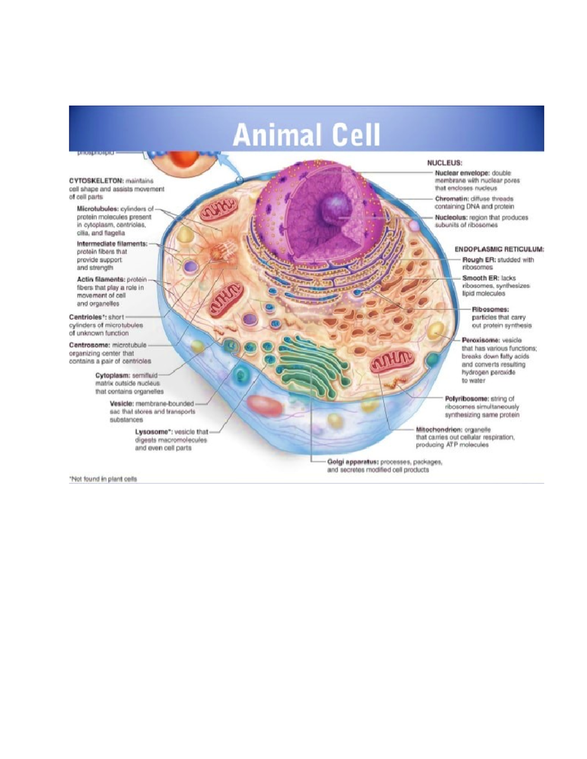 Gen bio 1 LMs - General Biology - Features Plant Cell Animal Cell Cell ...