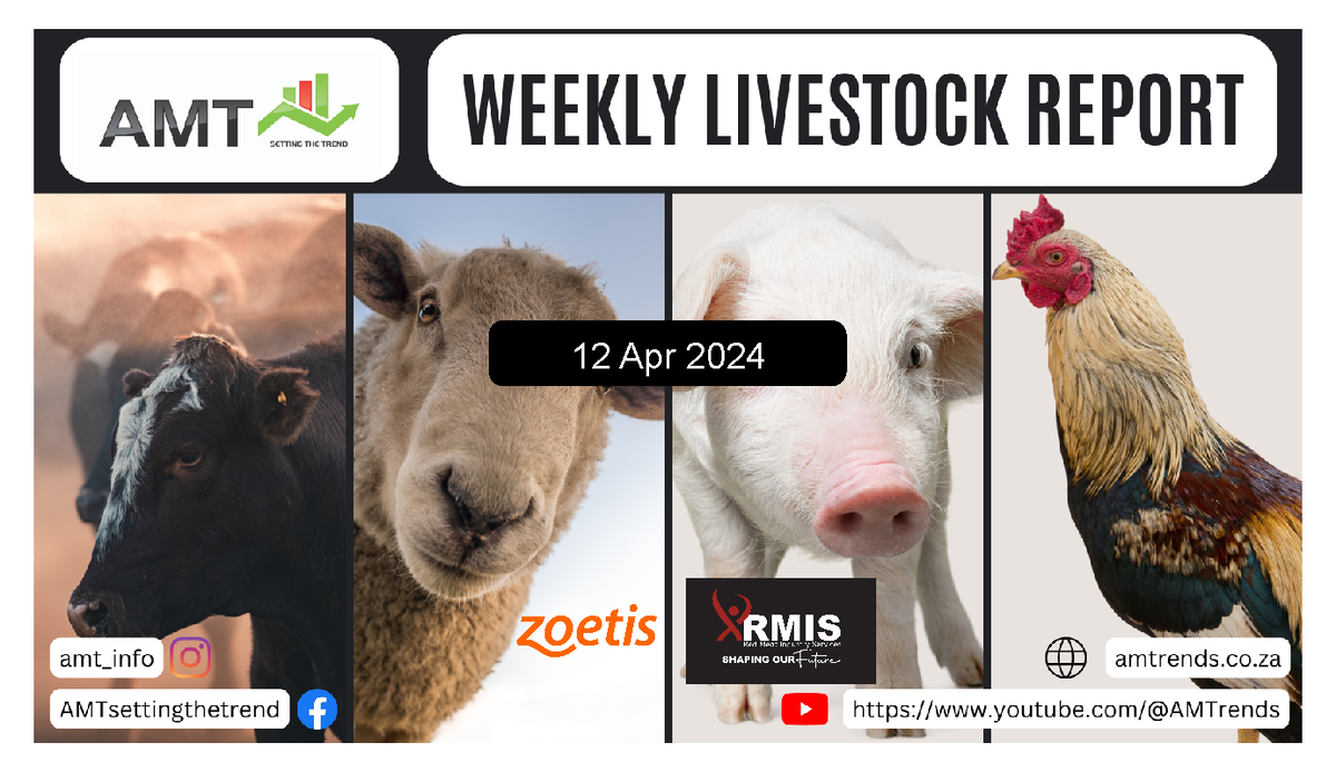 AMT Weekly Livestock Report No 15 2024 - Class A2/3 Price Per Week R54 ...