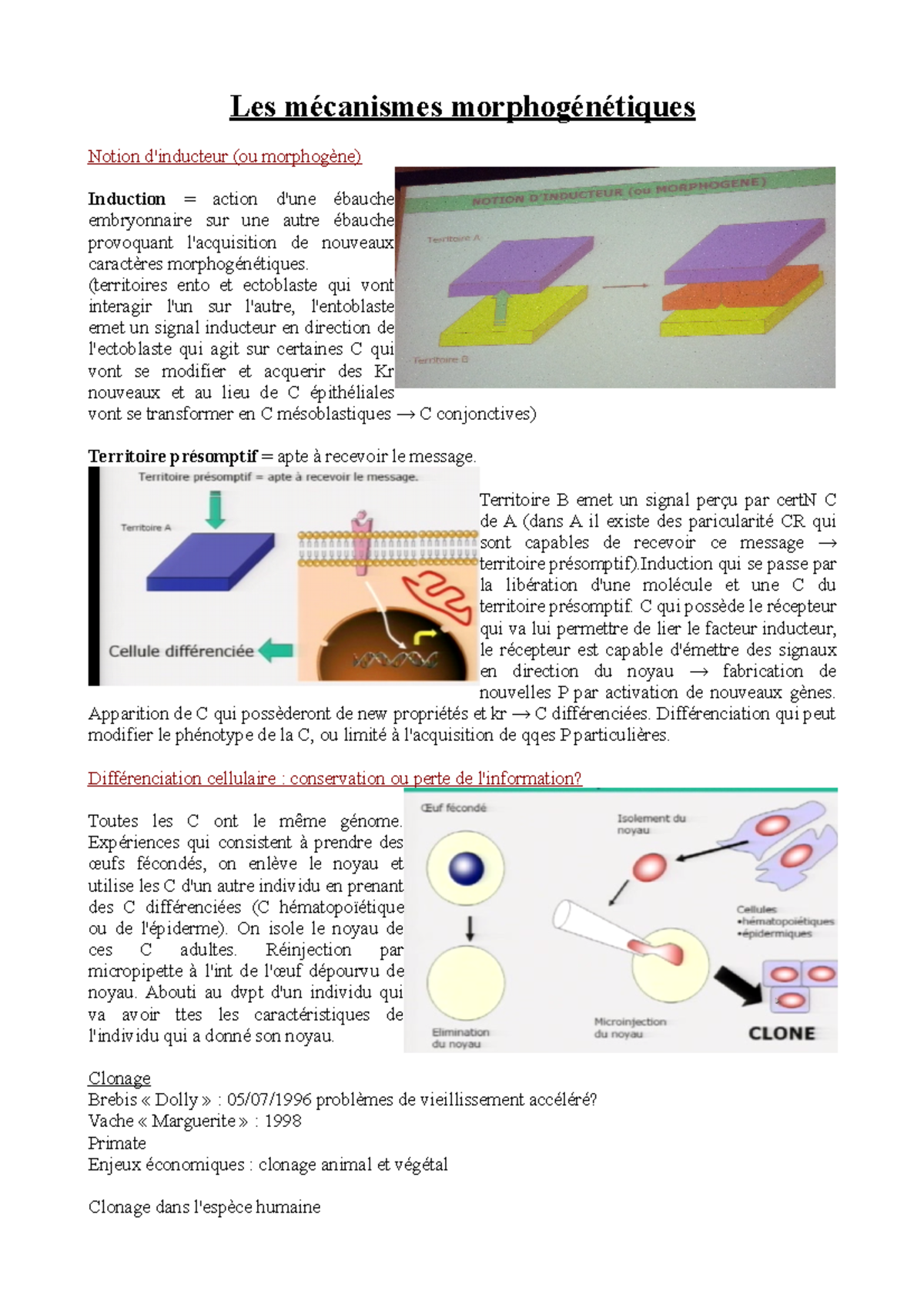 Les-mcanismes-morphogntiques - Les mécanismes morphogénétiques Notion d ...