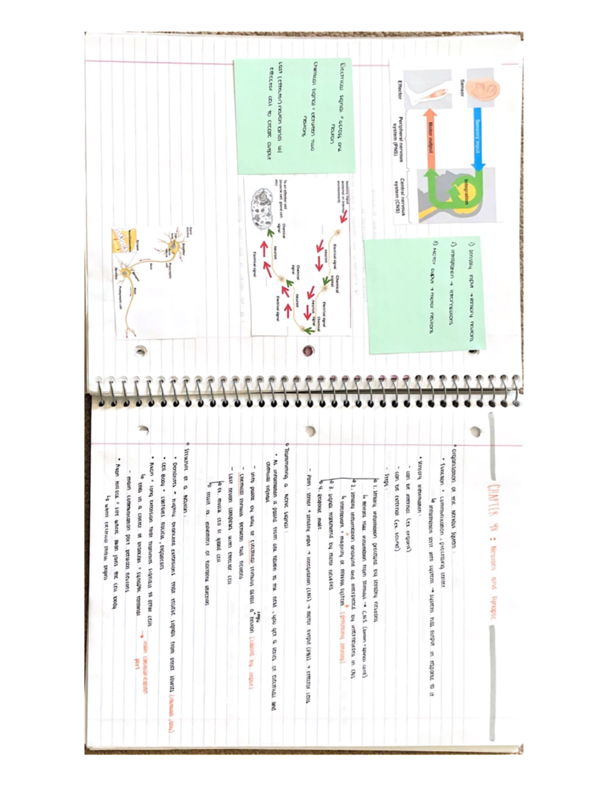BIOL 150: Chapter 48 - Neurons and Synapse - BIOL 150 - Studocu