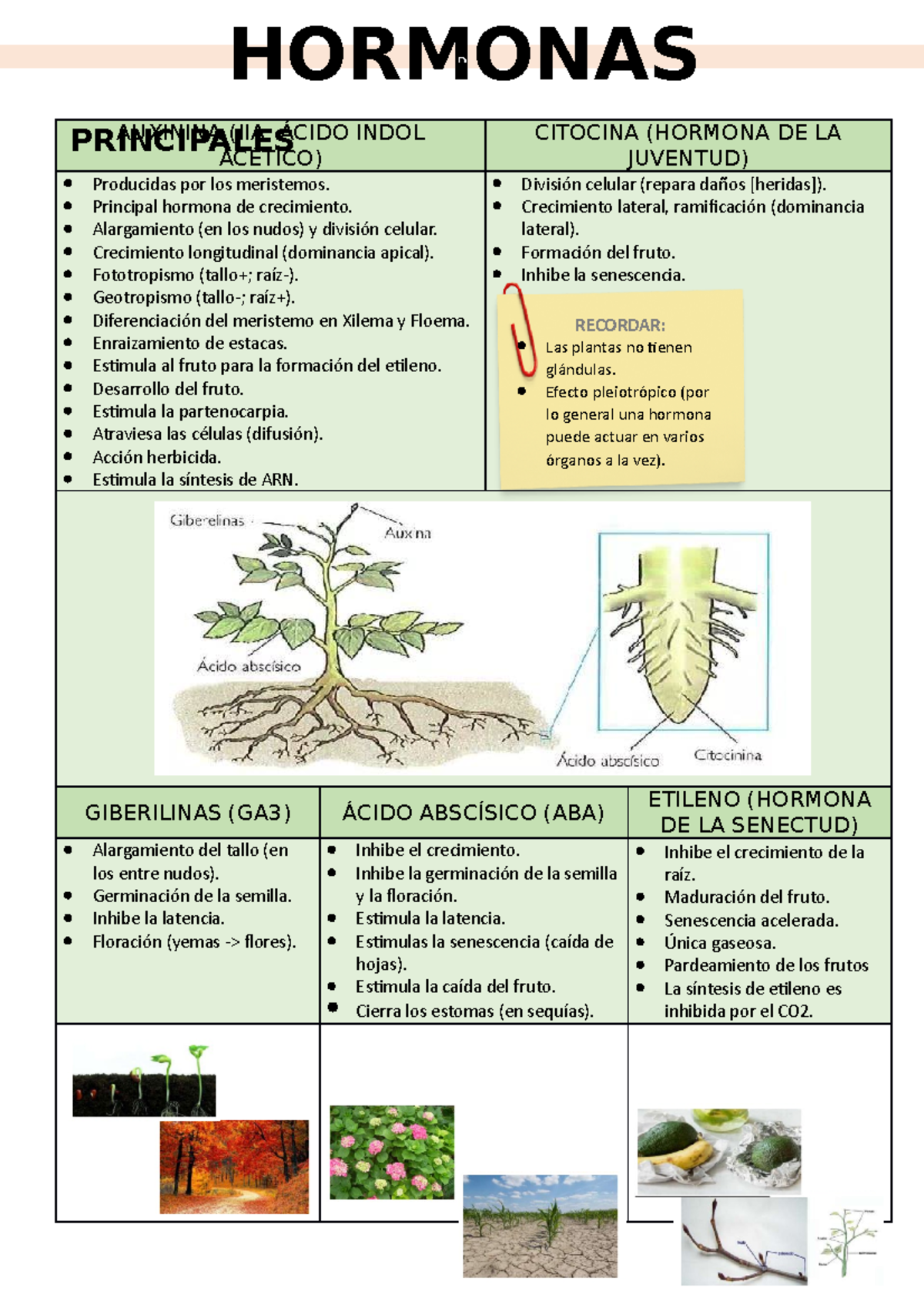 Biologia Hormonas Vegetales - AUXININA (IIA: ÁCIDO INDOL ACÉTICO ...