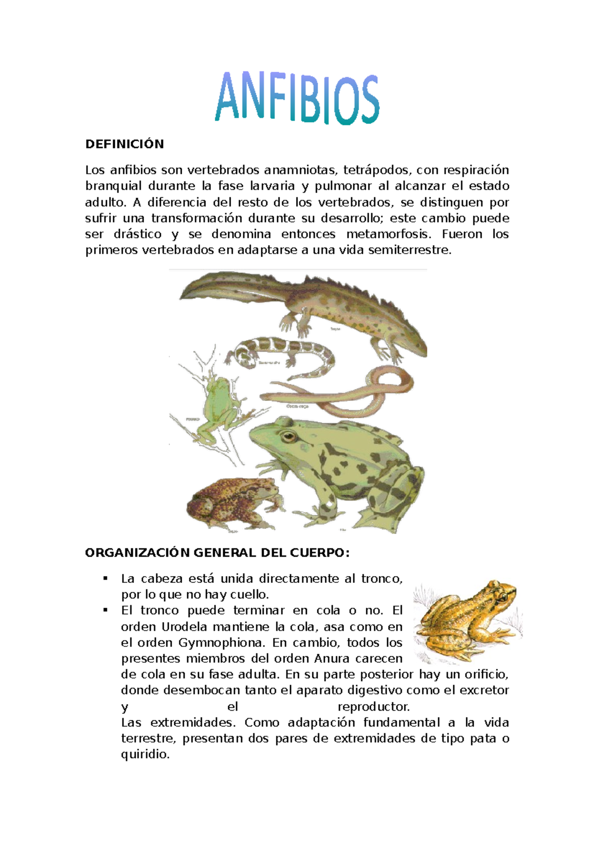 206573508- Anfibios - fasf saf sa fsa fas as fsa fas saf - DEFINICIÓN ...
