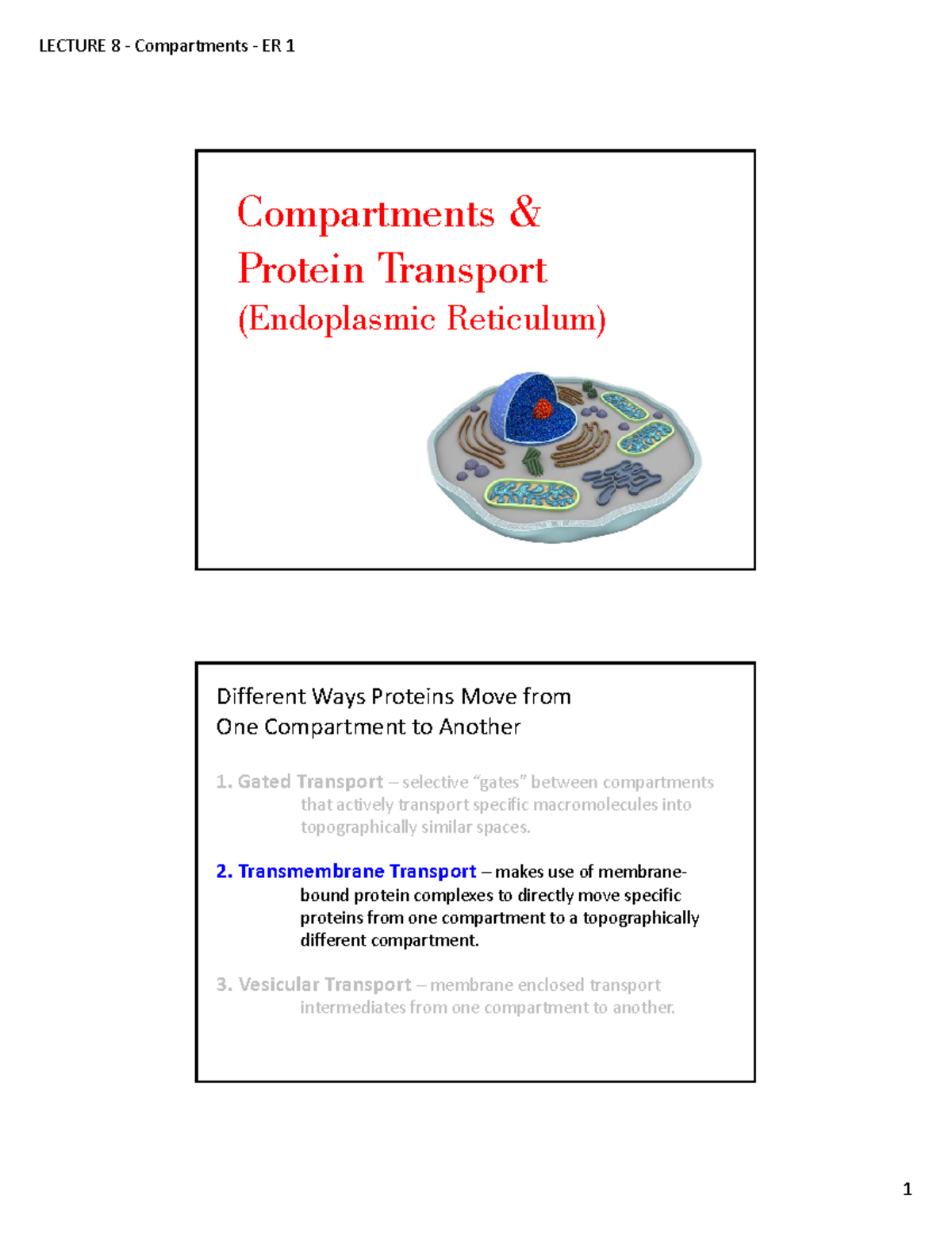 Lecture 08 - Compartments and Targeting ER 1 - Compartments & Protein ...