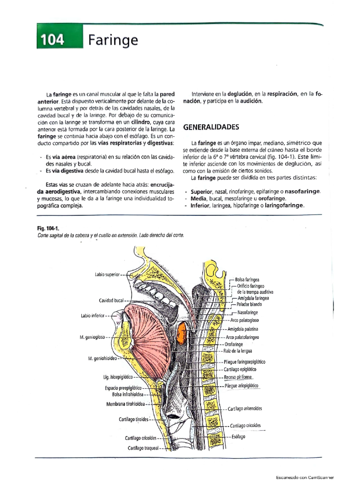 Latarjet Sección XX, Cap. 104 - Faringe (1276 - 1292) - Anatomía y ...