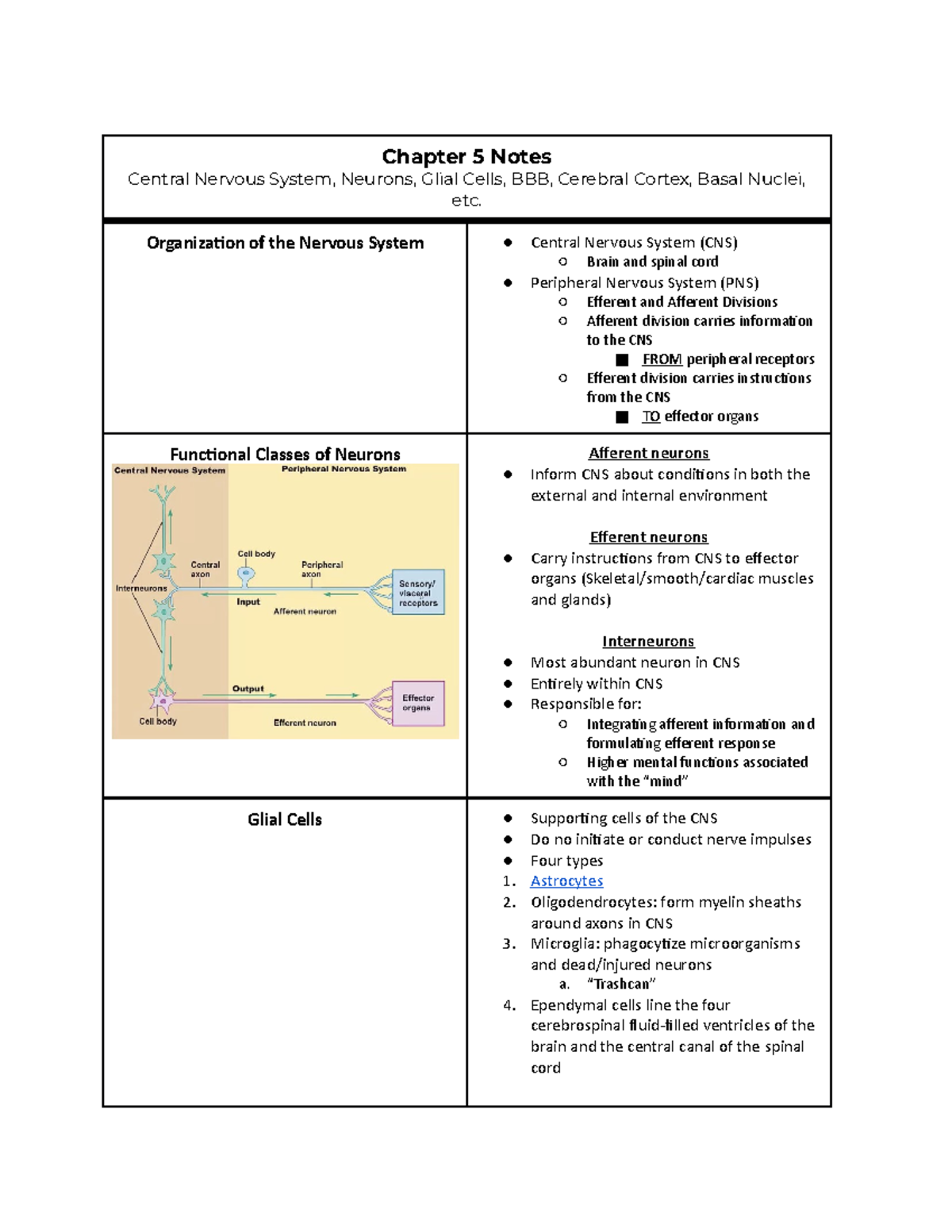 JMU BIO270 Chapter 5 Notes - Chapter 5 Notes Central Nervous System ...