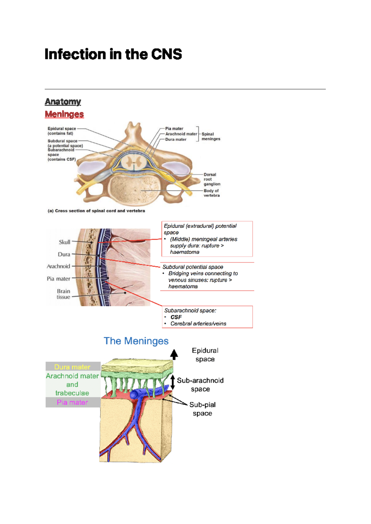Infection in the CNS - I n fe c t i o n i n t h e C N S Anatomy ...