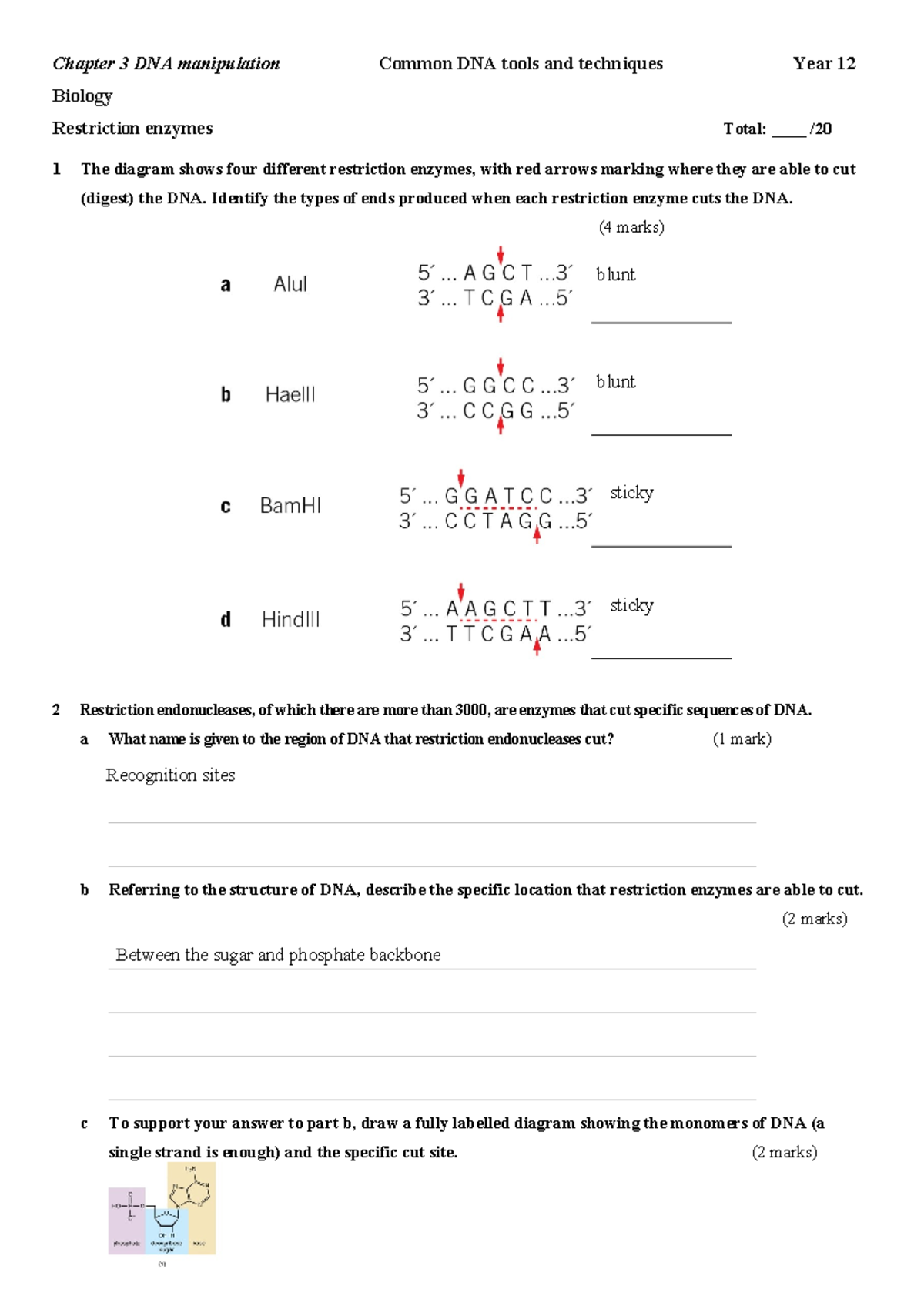 DNA manipulation Review - Chapter 3 DNA manipulation Common DNA tools ...