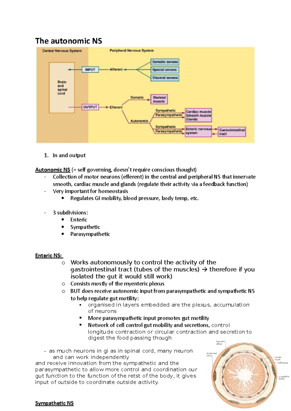 The autonomic NS notes - The autonomic NS In and output Autonomic NS ...
