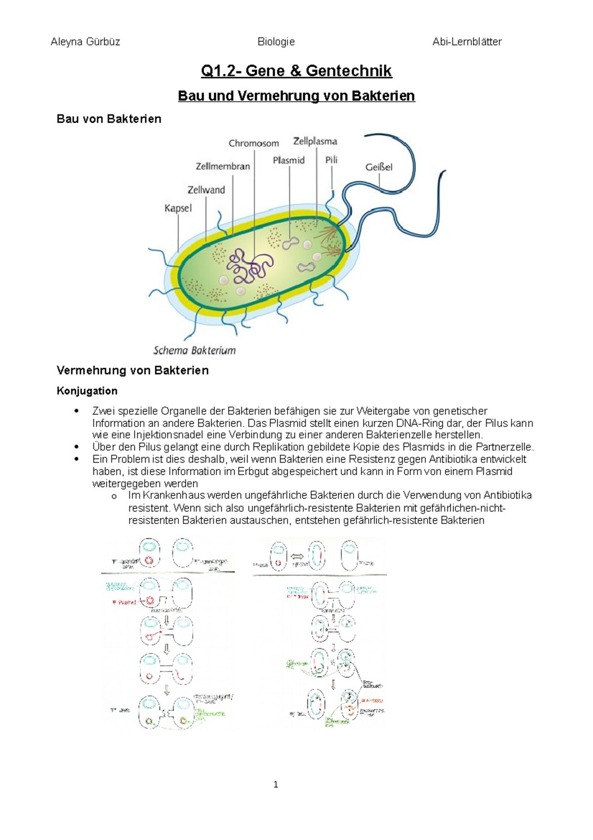 Biologie Abi Q1.2 - Q1- Gene & Gentechnik Bau und Vermehrung von ...