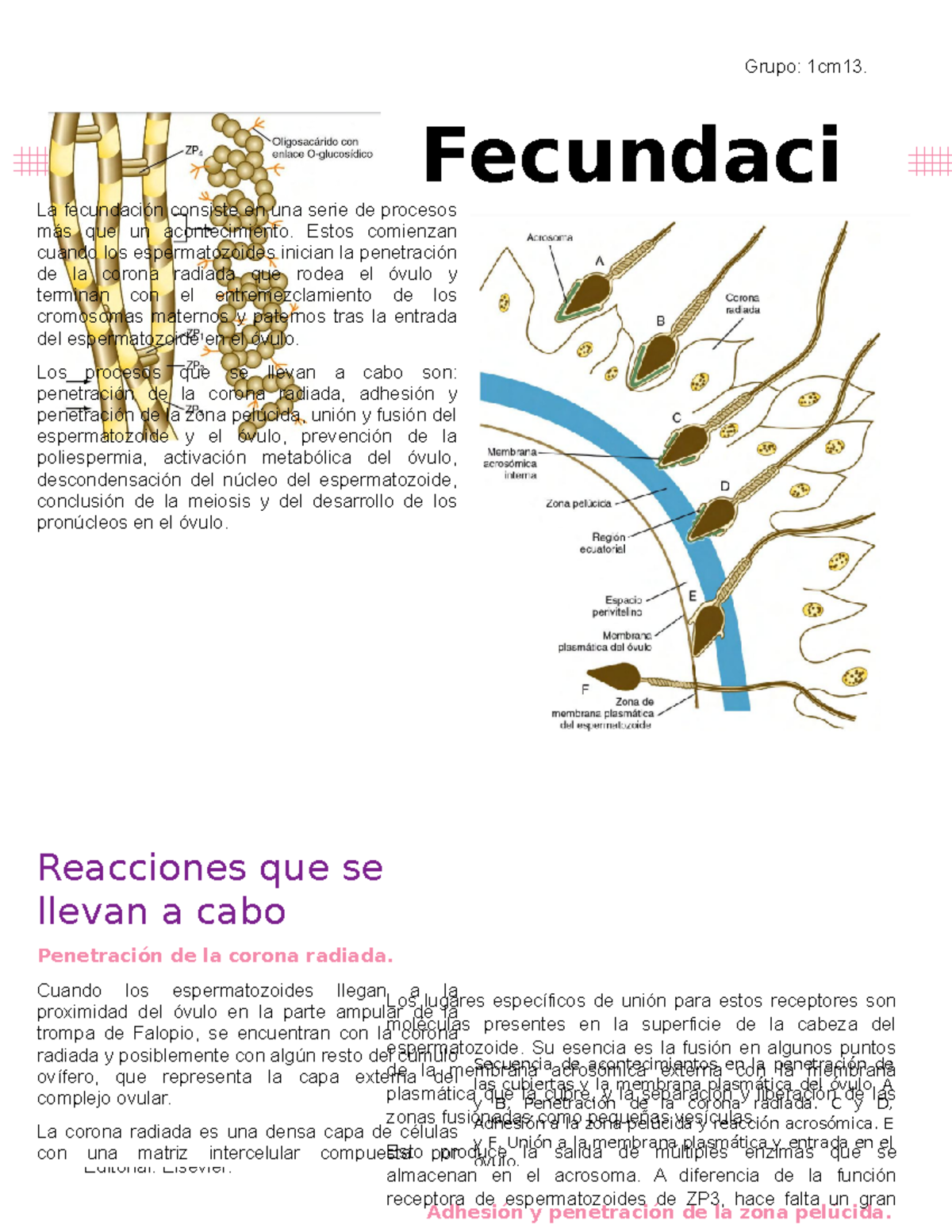 Fecundación - Fecundaci ó n . Bibliografía: Carlson, B. (2014). EMBRIOLOGÍA HUMANA Y BIOLOGICA ...