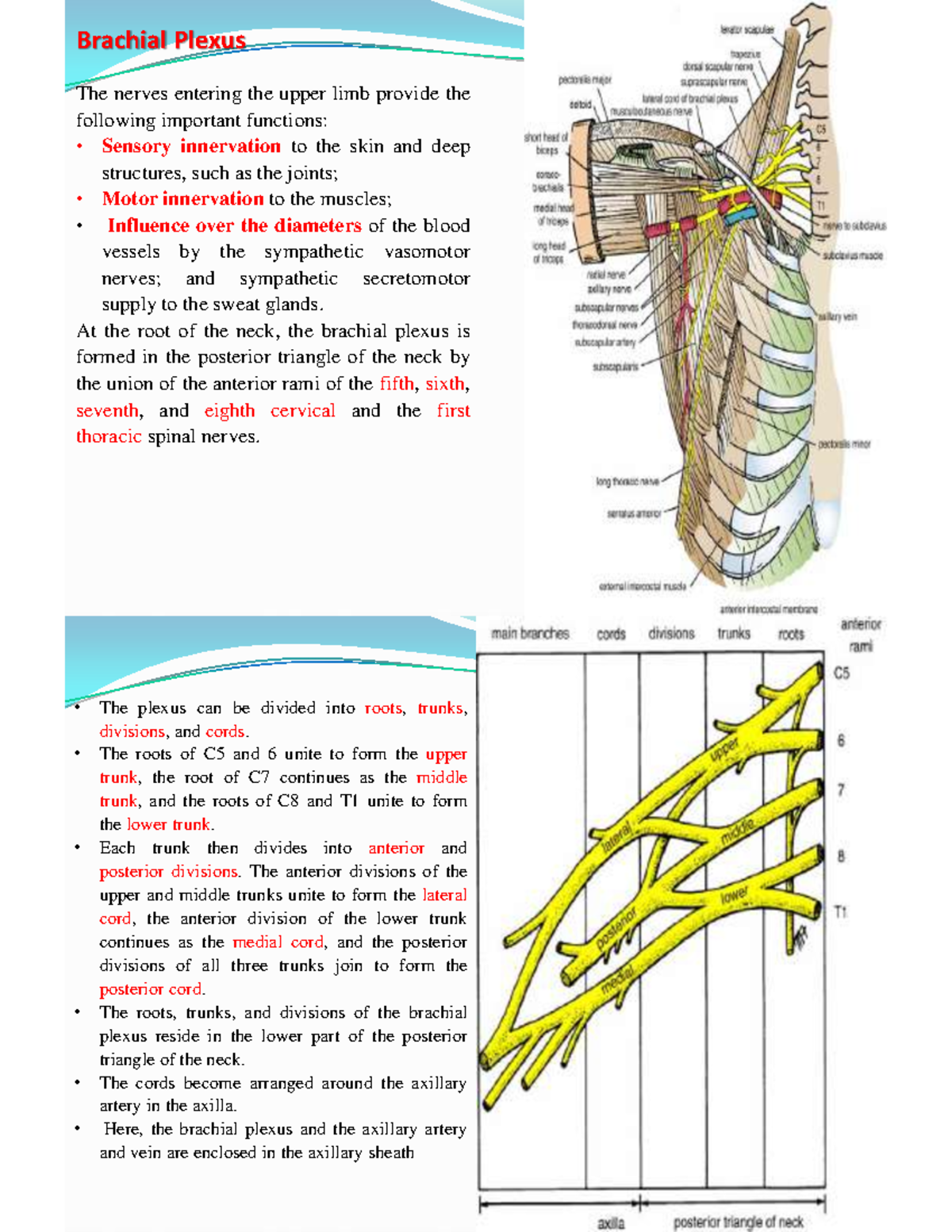 Brachial Plexus - Brachial Plexus The nerves entering the upper limb ...