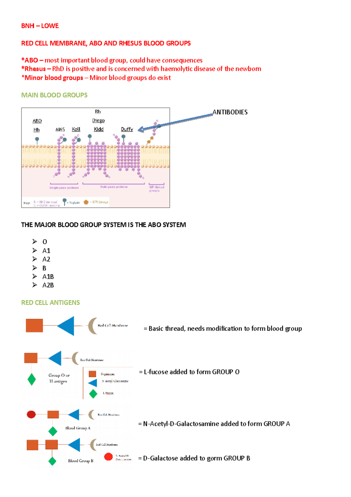 BNH – Lowe RED CELL Membrane, ABO AND Rhesus Blood Groups - BNH – LOWE ...