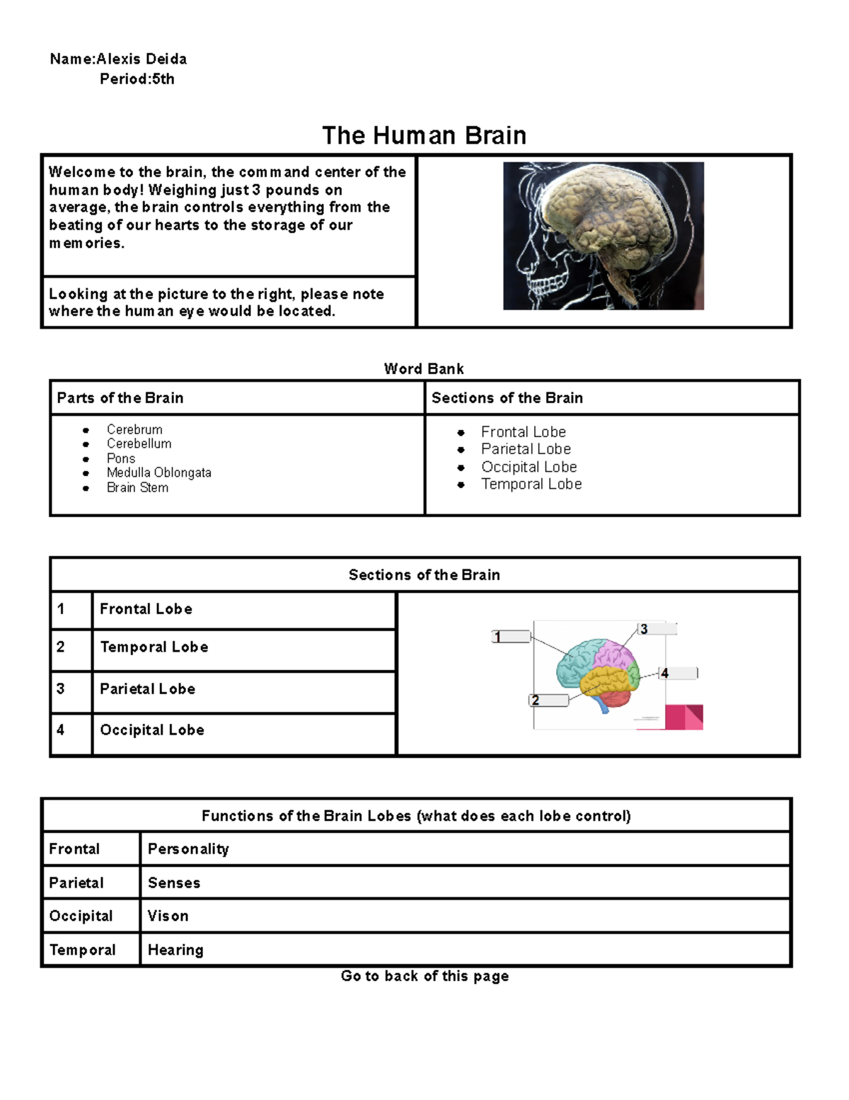 Copy of The Human Brain worksheet - Name:Alexis Deida Period:5th The ...