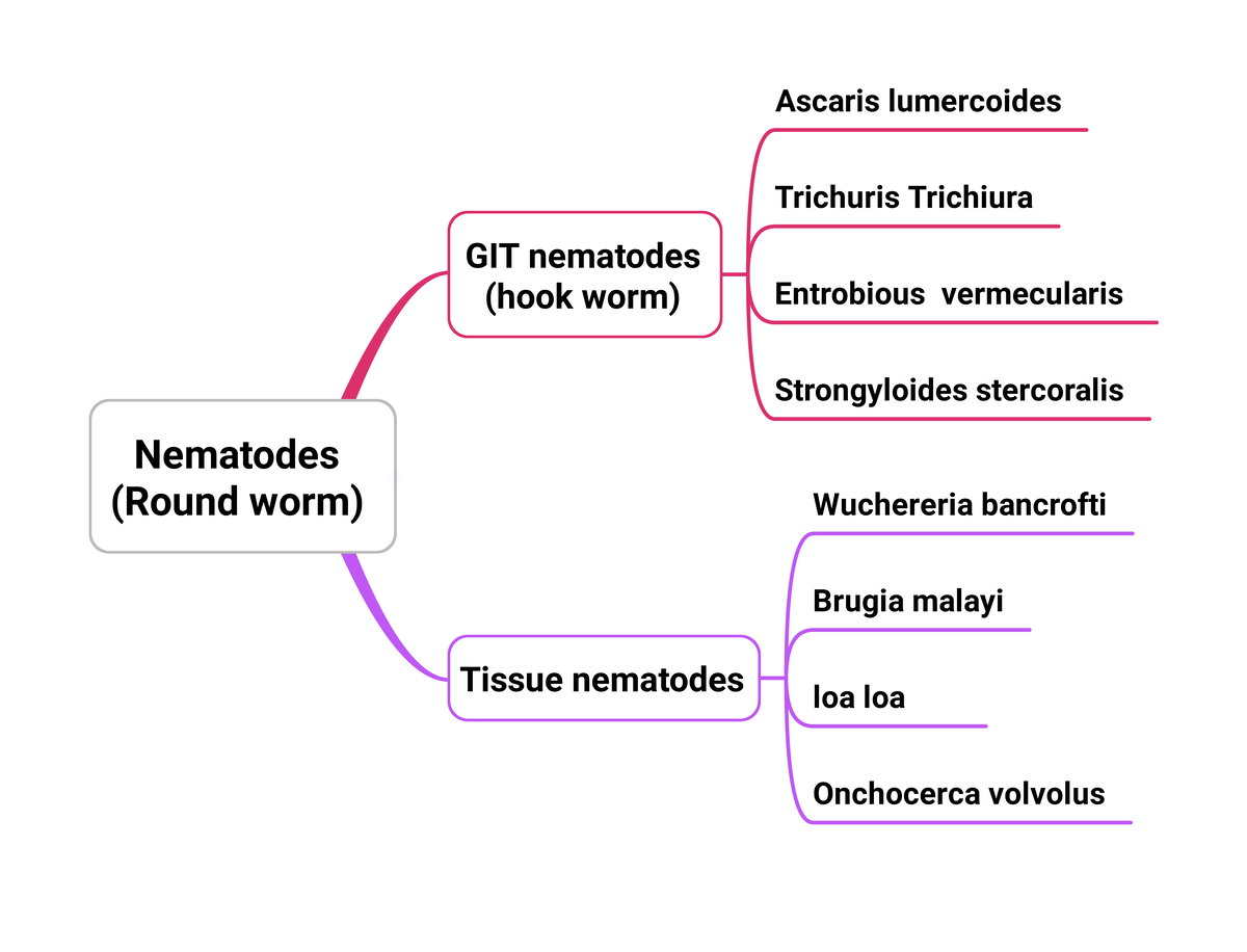 Pharma of nematodes - Nematodes (Round worm) GIT nematodes (hook worm) Ascaris lumercoides ...