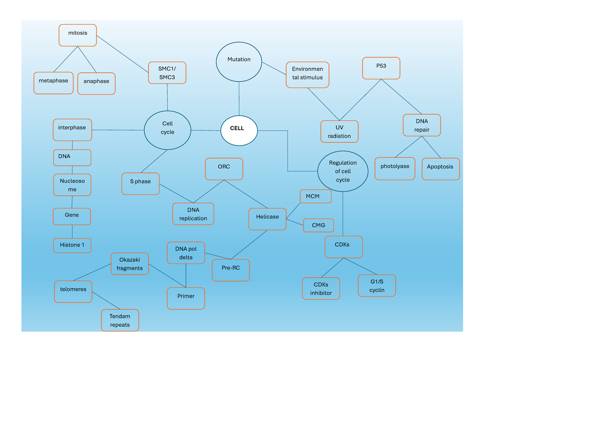 study unit 1 Concept map - BCHS 315 - CELL Regulation of cell cycle ...