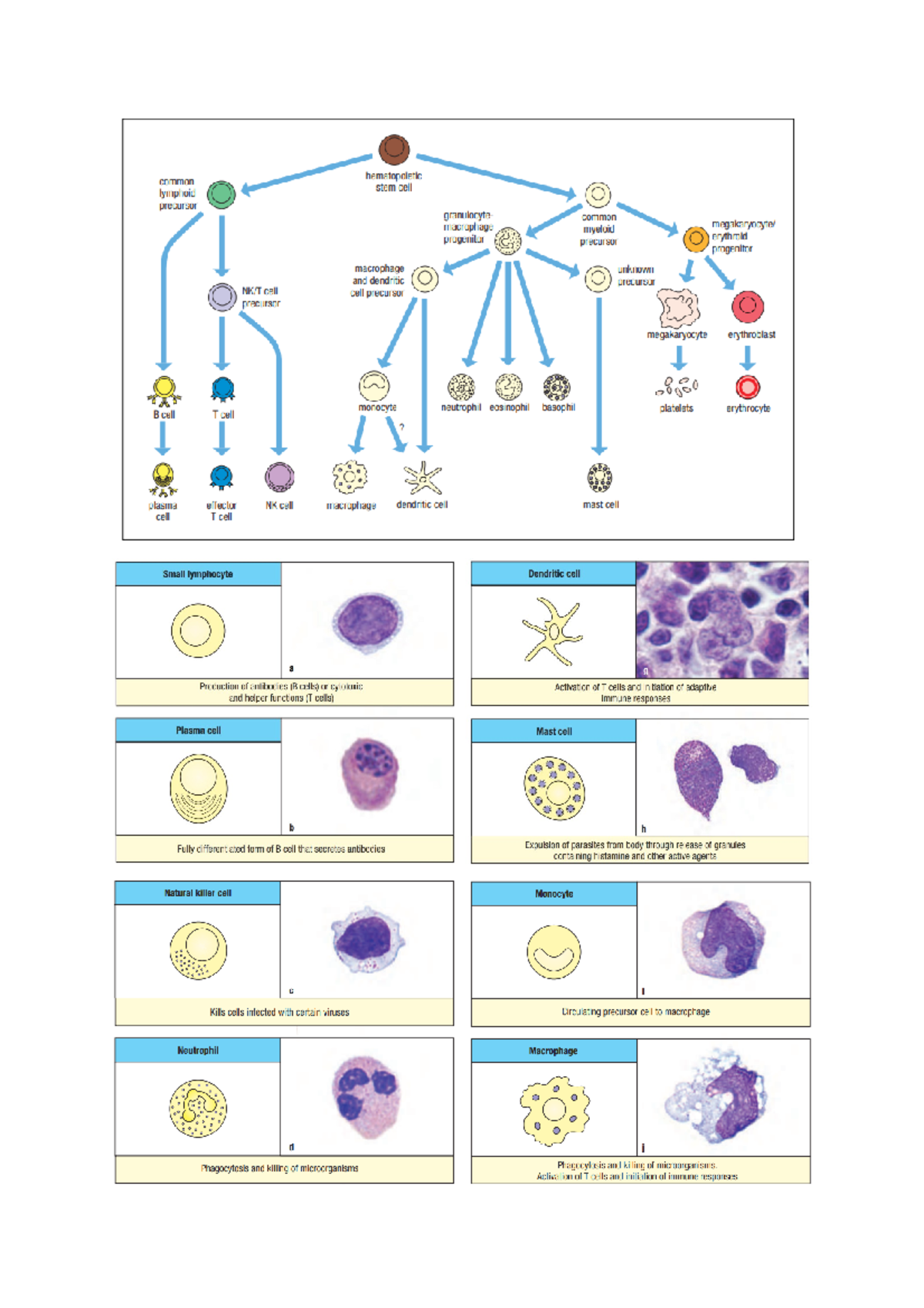 Immunity - blood vessels - Cells of the innate immune system ...