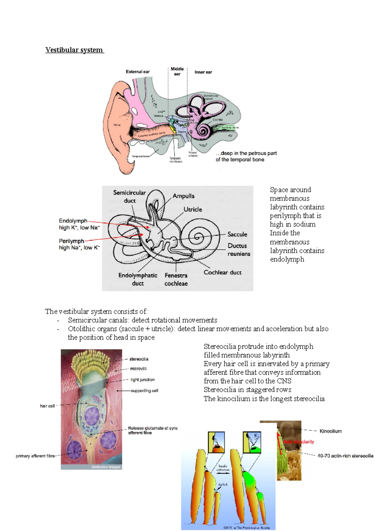Vestibular system - Cognition, Movement and Senses - Vestibular system ...