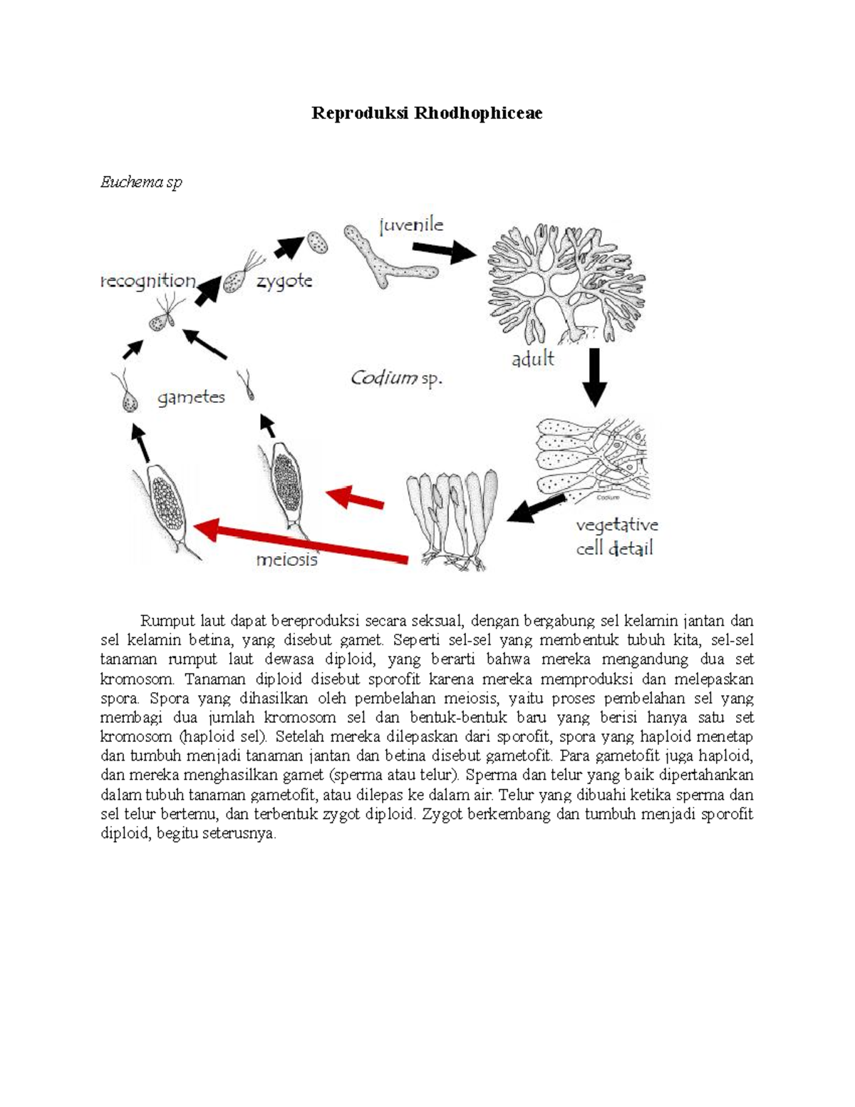 Resume Reproduksi Rhodhophiceae - Reproduksi Rhodhophiceae Euchema sp ...