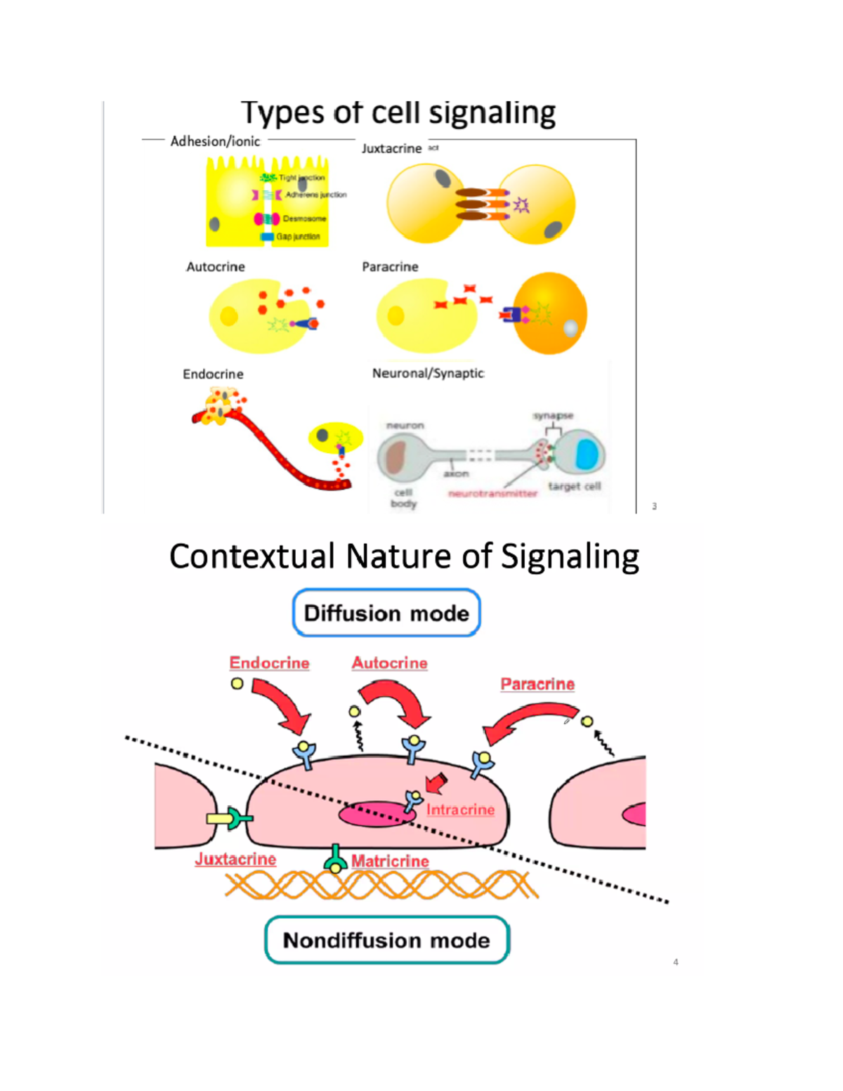 Lec. 7 Signaling and Gene Expression - Gene Expression Depends on ...