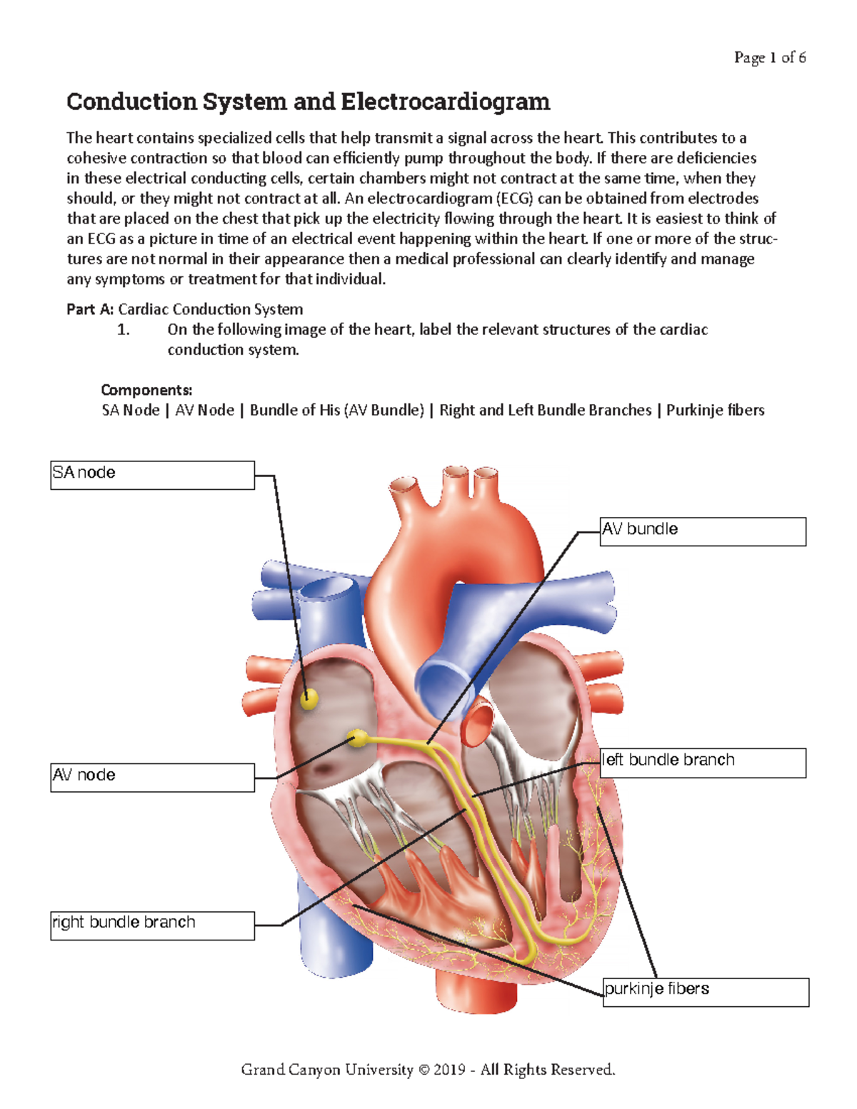 BIOLOGY LAB: HEART NOTES - Conduction System and Electrocardiogram The ...