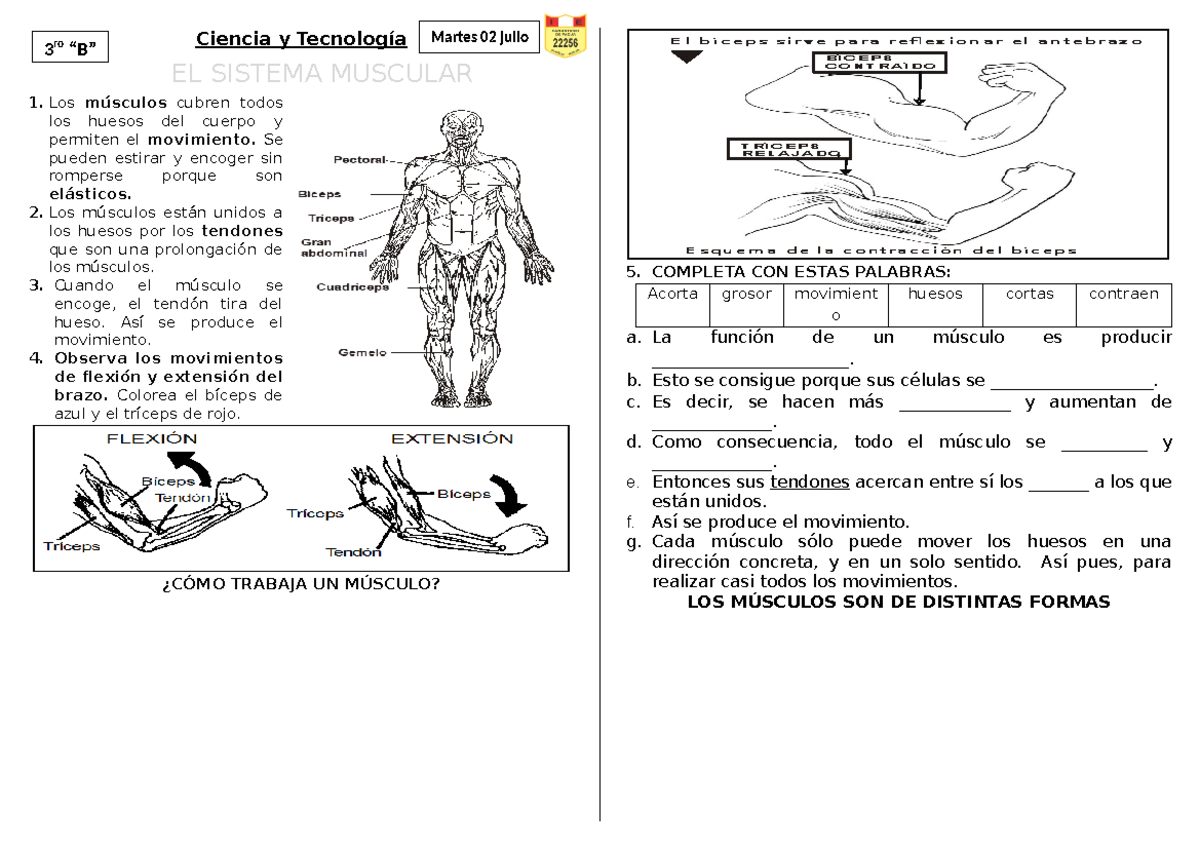 Ficha El sistema muscular - Ciencia y Tecnología 1. Los músculos cubren ...