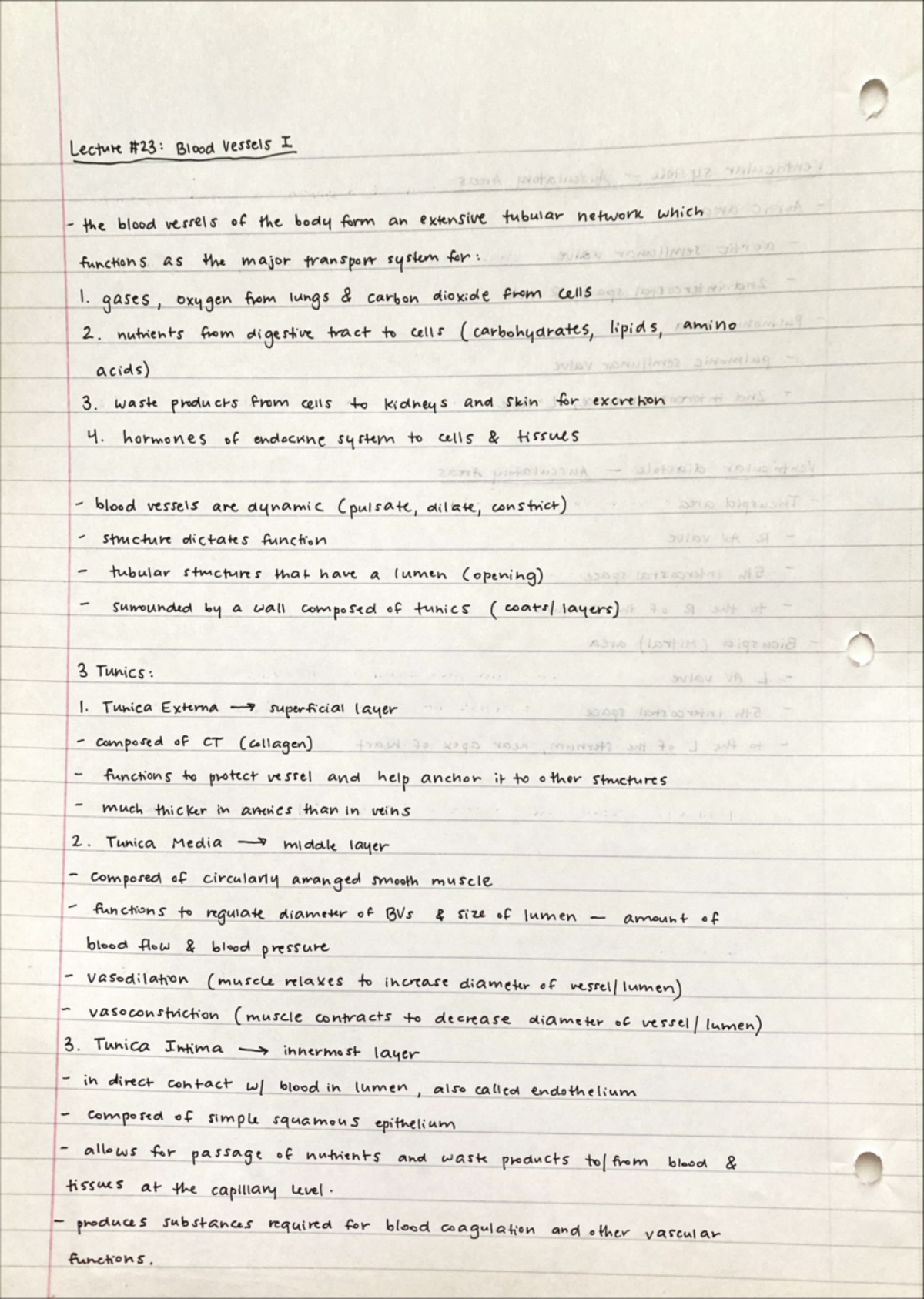 Human Anatomy Lecture 23 - PAS 113LLB - Studocu