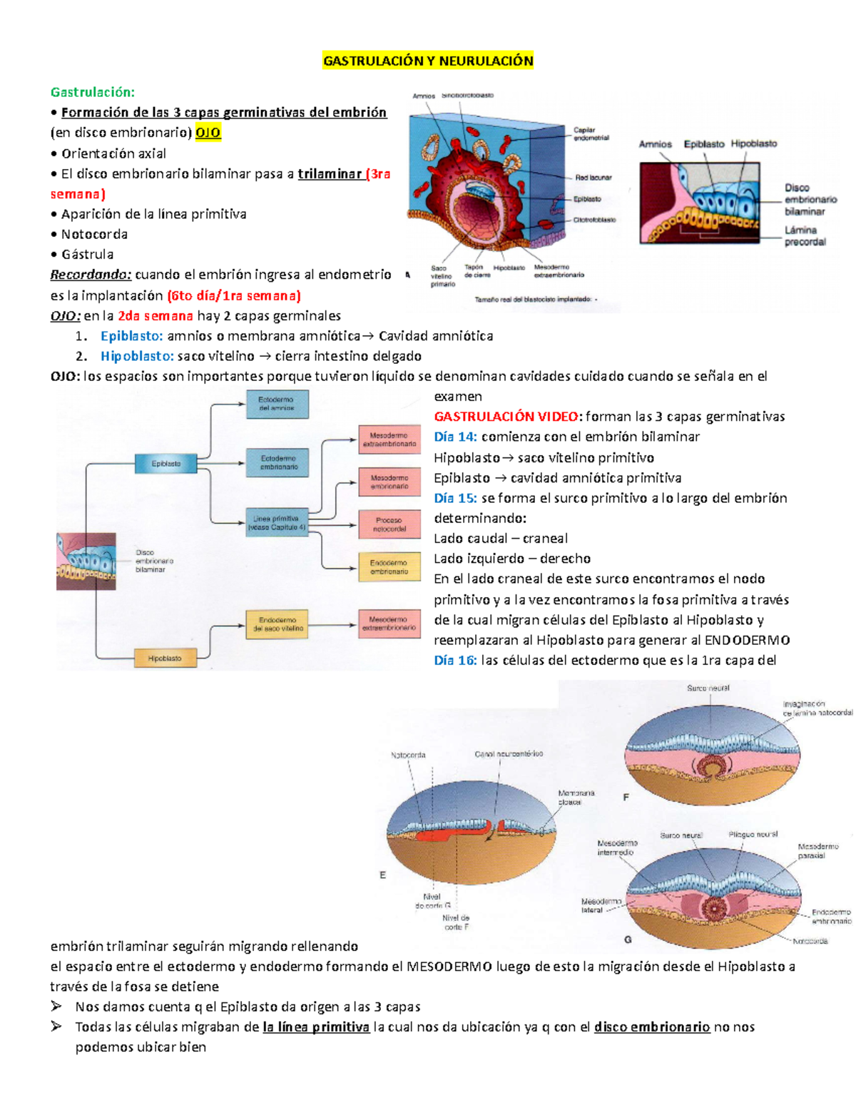 Resumen DE Embriología Práctica 5 - GASTRULACIÓN Y NEURULACIÓN ...