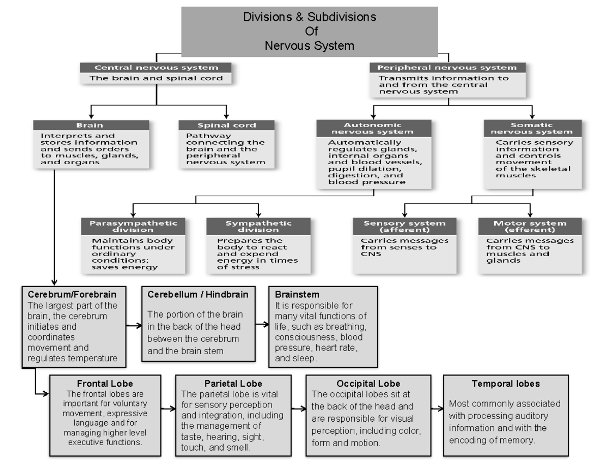 Doc1 - dgsdg - Cerebrum/Forebrain The largest part of the brain, the ...