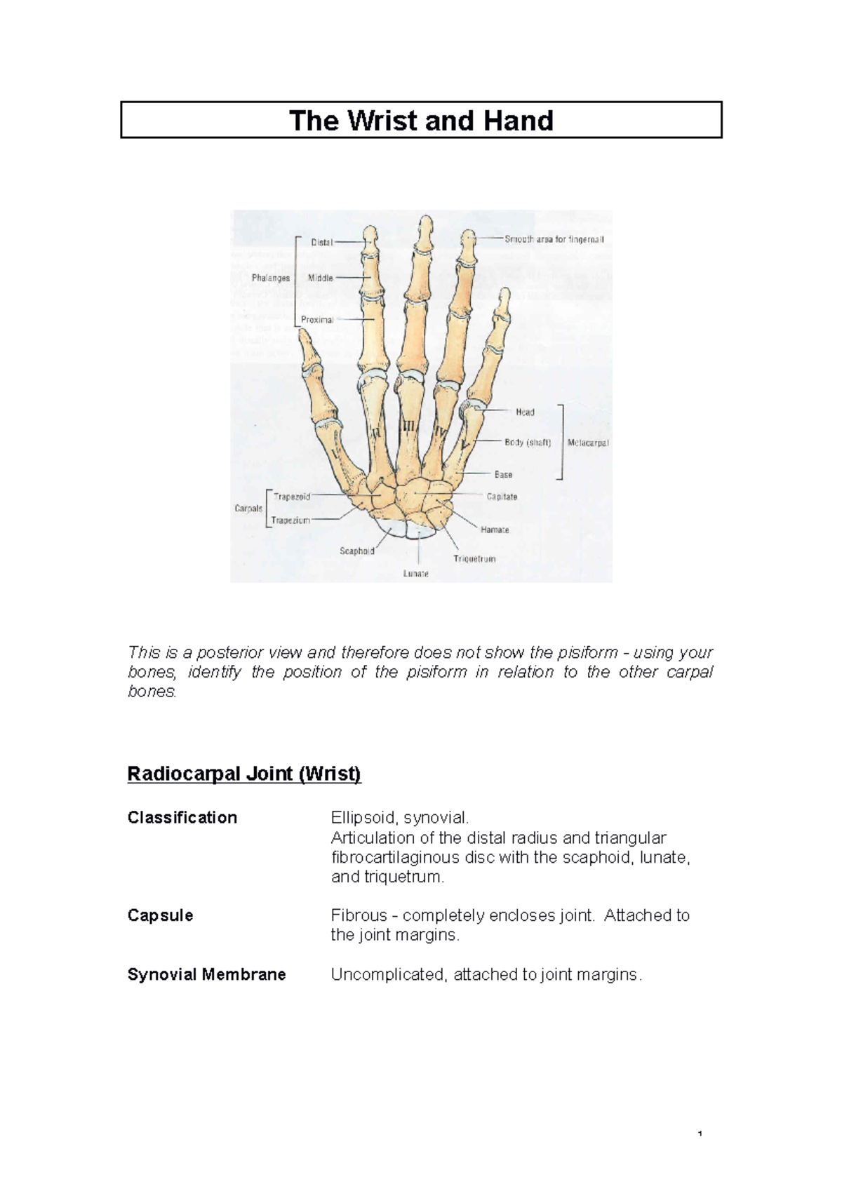 Week 35 The Wrist and hand Notes - The Wrist and Hand This is a ...