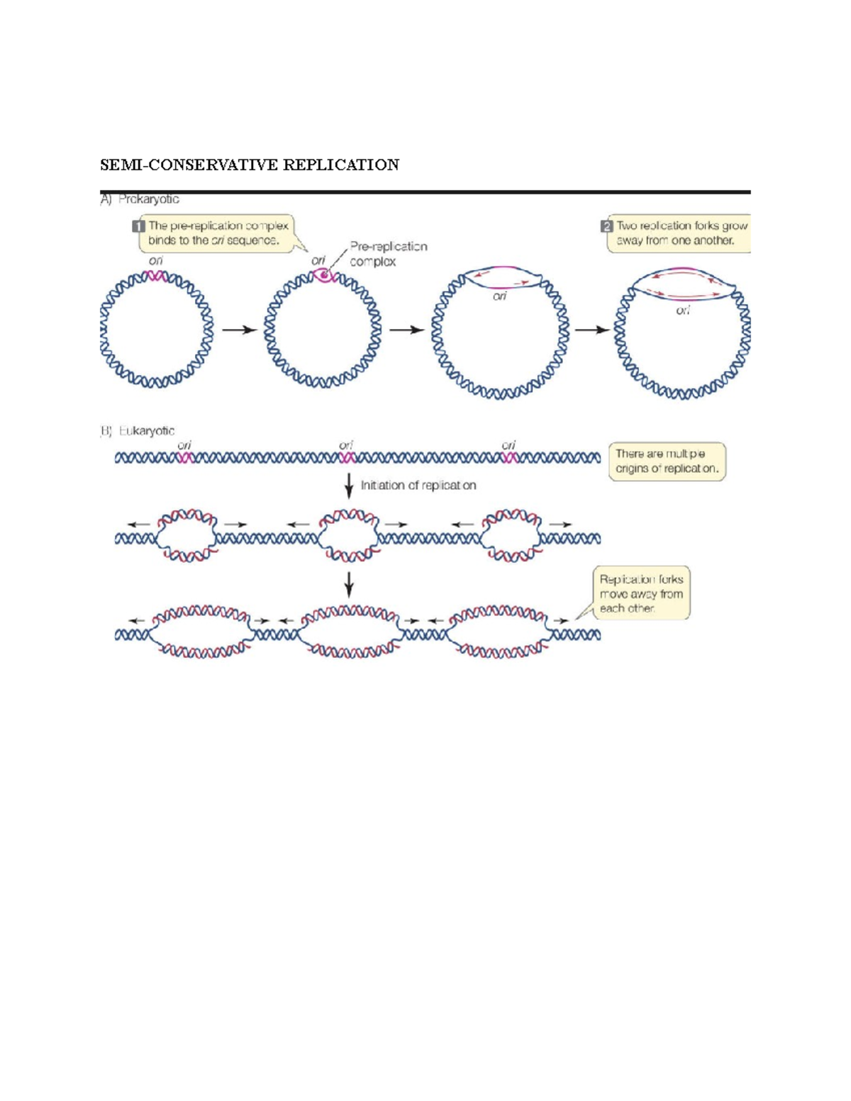 DNA Replication - SEMI-CONSERVATIVE REPLICATION The prokaryotic ...