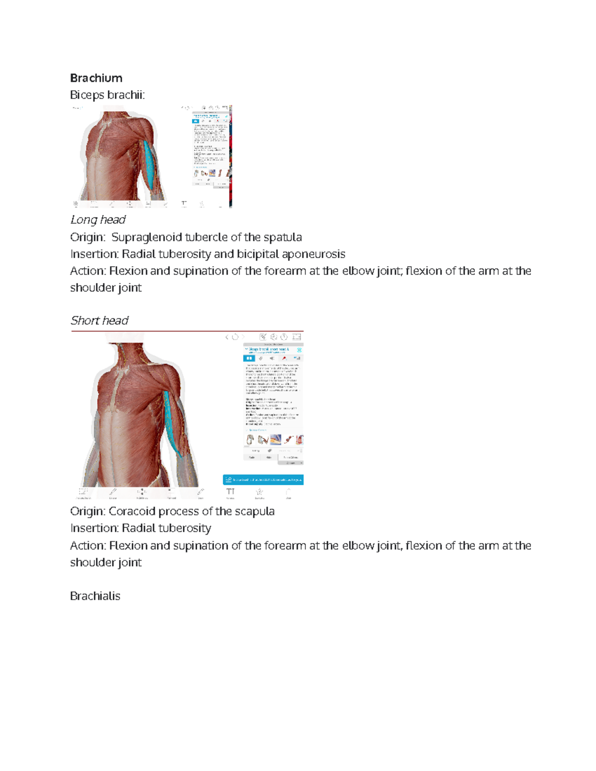 Biol212arms - Google Docs - Brachium Biceps brachii: Long head Origin ...