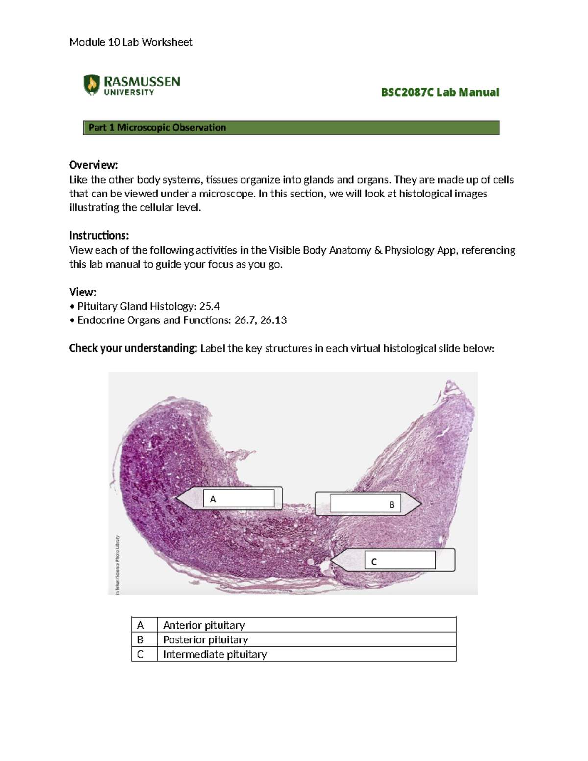 Module 10 Lab Worksheet - Overview: Like the other body systems ...