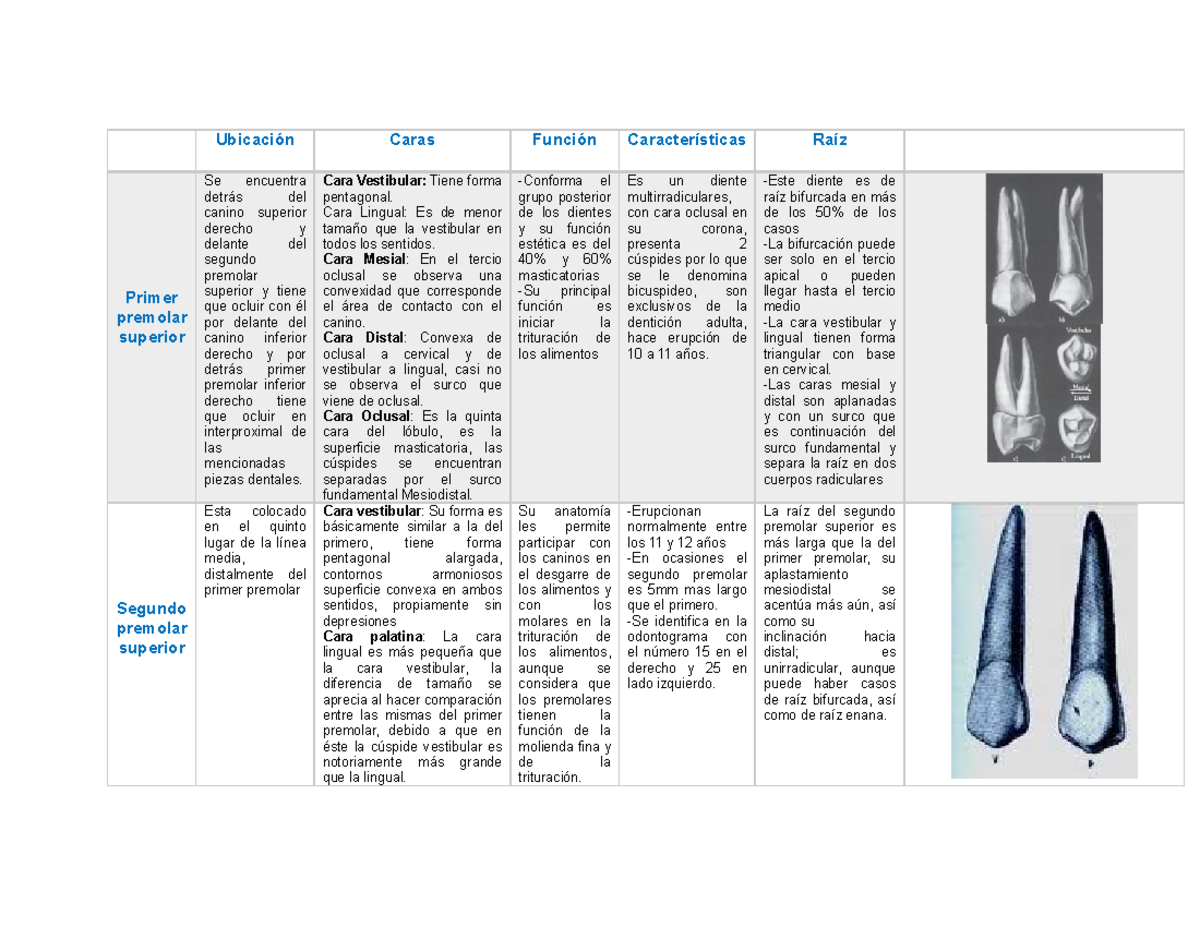 Grupo de Premolares - anatomía dental, características, partes ...