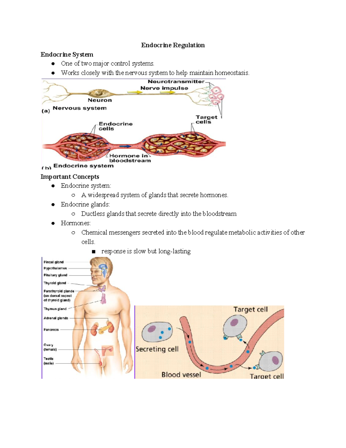 Unit 5 BIO 182 Notes - Endocrine Regulation Endocrine System One of two ...