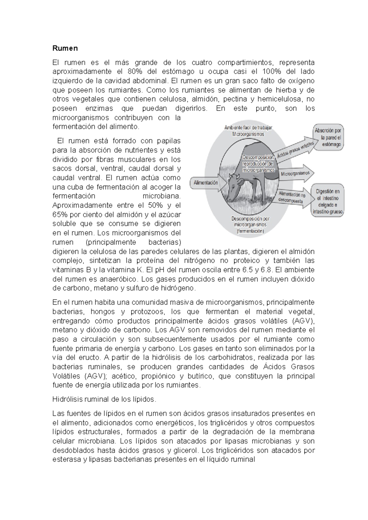 El rumen - Resumen recursos naturales - Rumen El rumen es el más grande ...