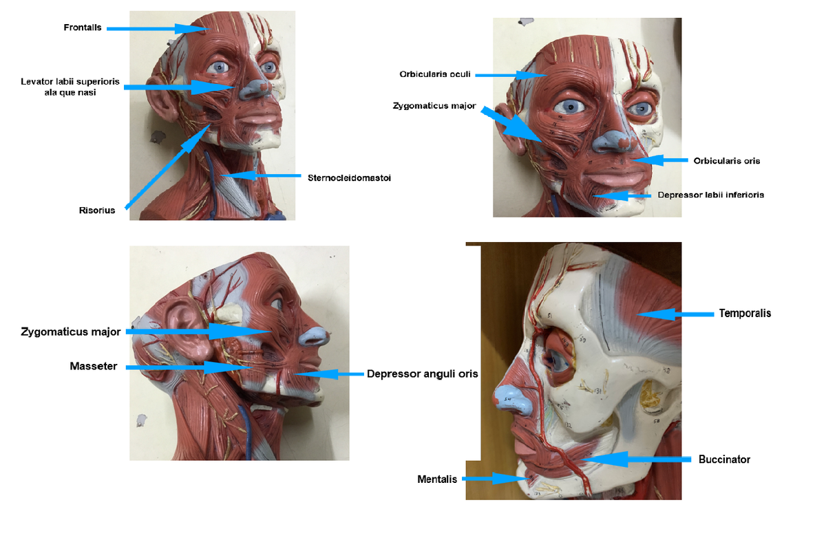 Lprint ab Mascular - Frontalis Orbicularis oculi Levator labii ...