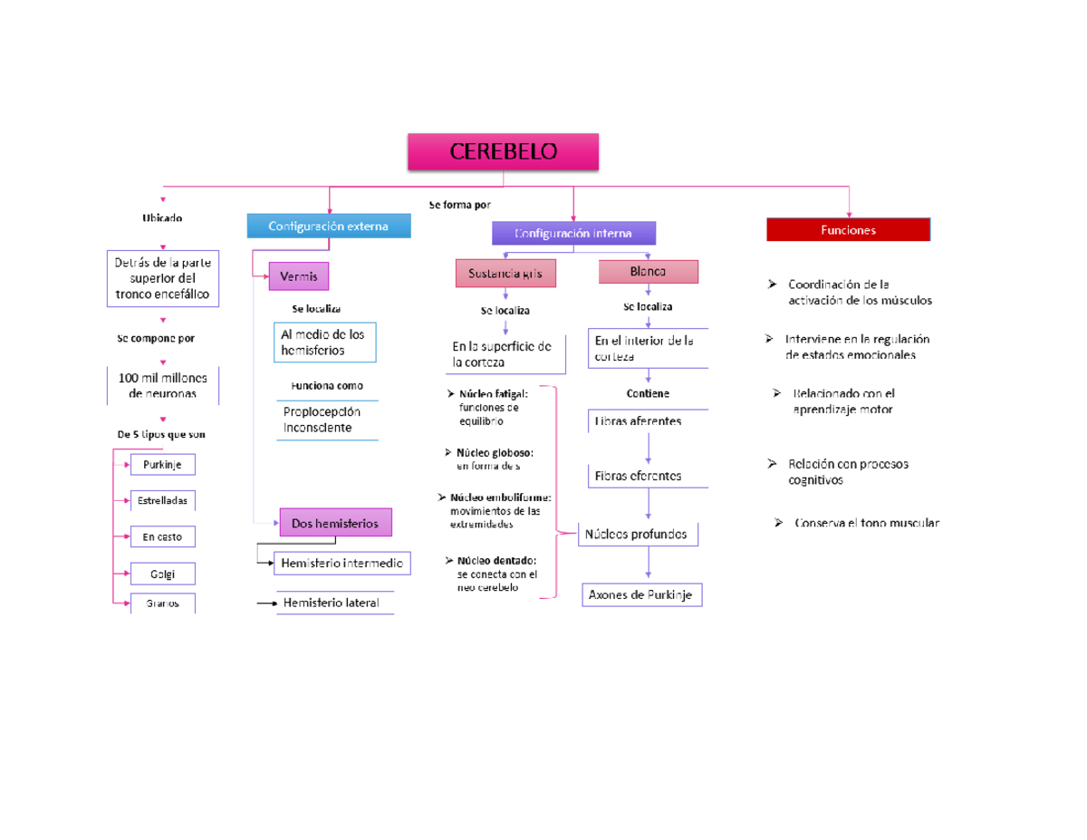 Anatomia del cerebelo - Anatomía Humana - Warning: TT: undefined function: 32 - Studocu