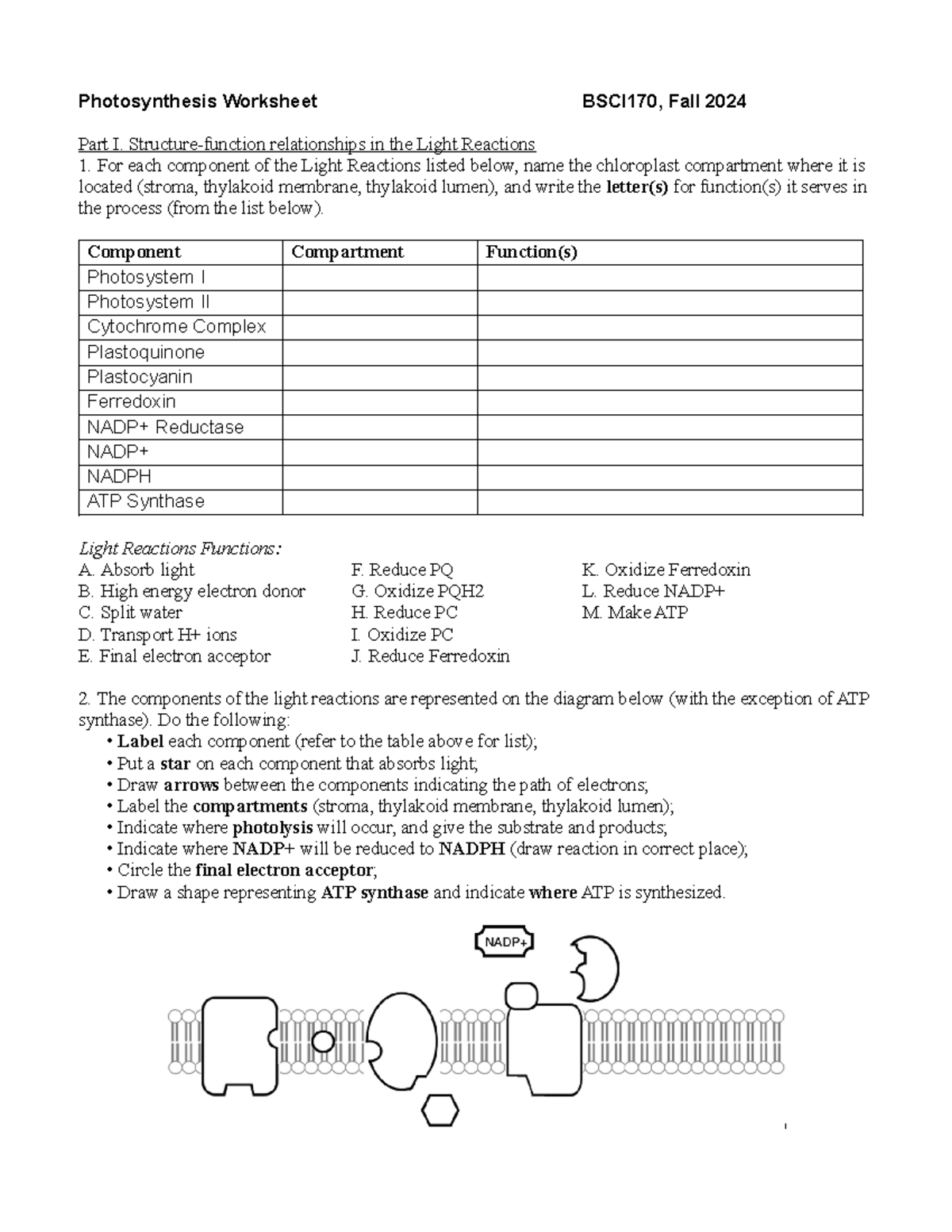 WS5. Photosynthesis Worksheet - Photosynthesis Worksheet BSCI170, Fall ...