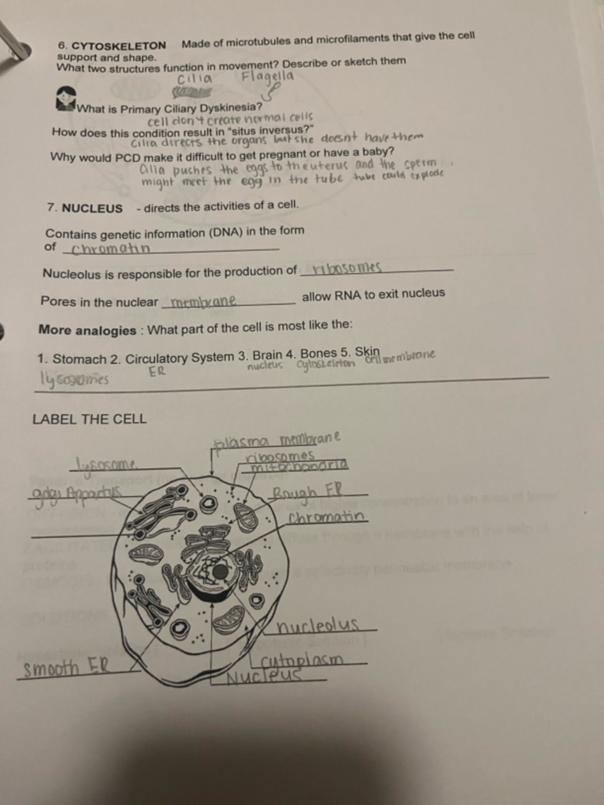Biology ap 4 - Studocu