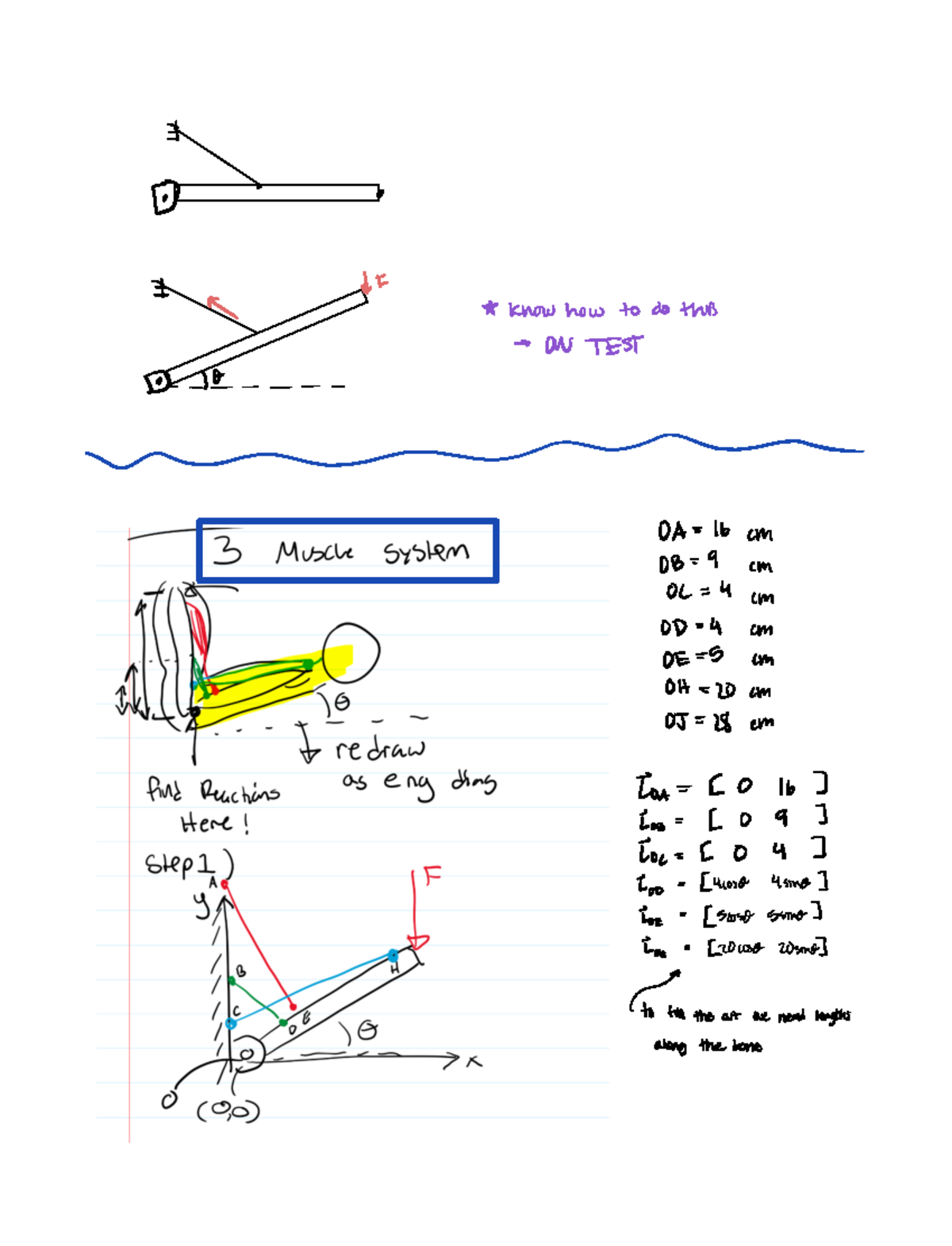 Muscle Systems 1 - I de ON TEST D É know how to do this OB 9 cm iii OL ...