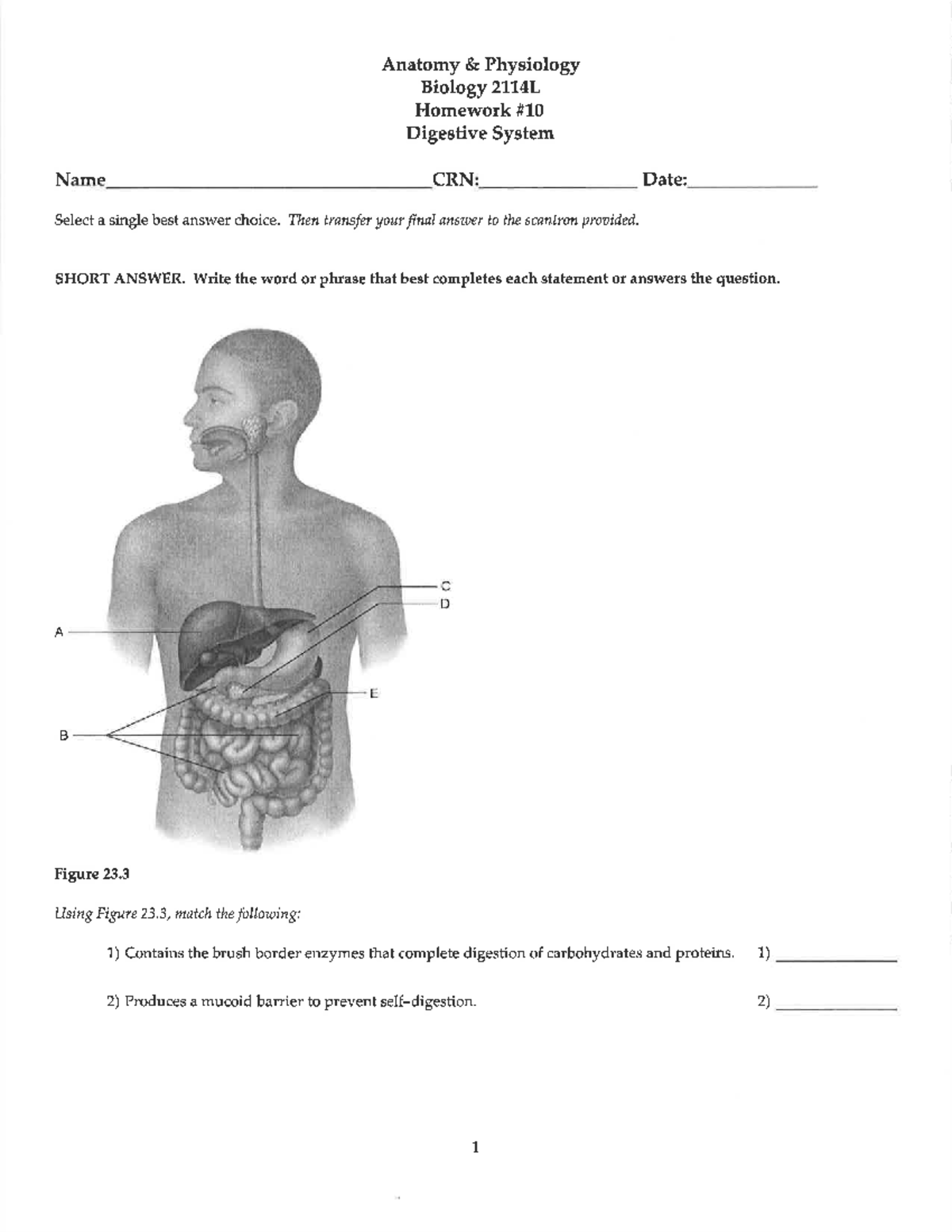2114L Homework Assignment 10 Digestive System - BIOL2114 - Studocu