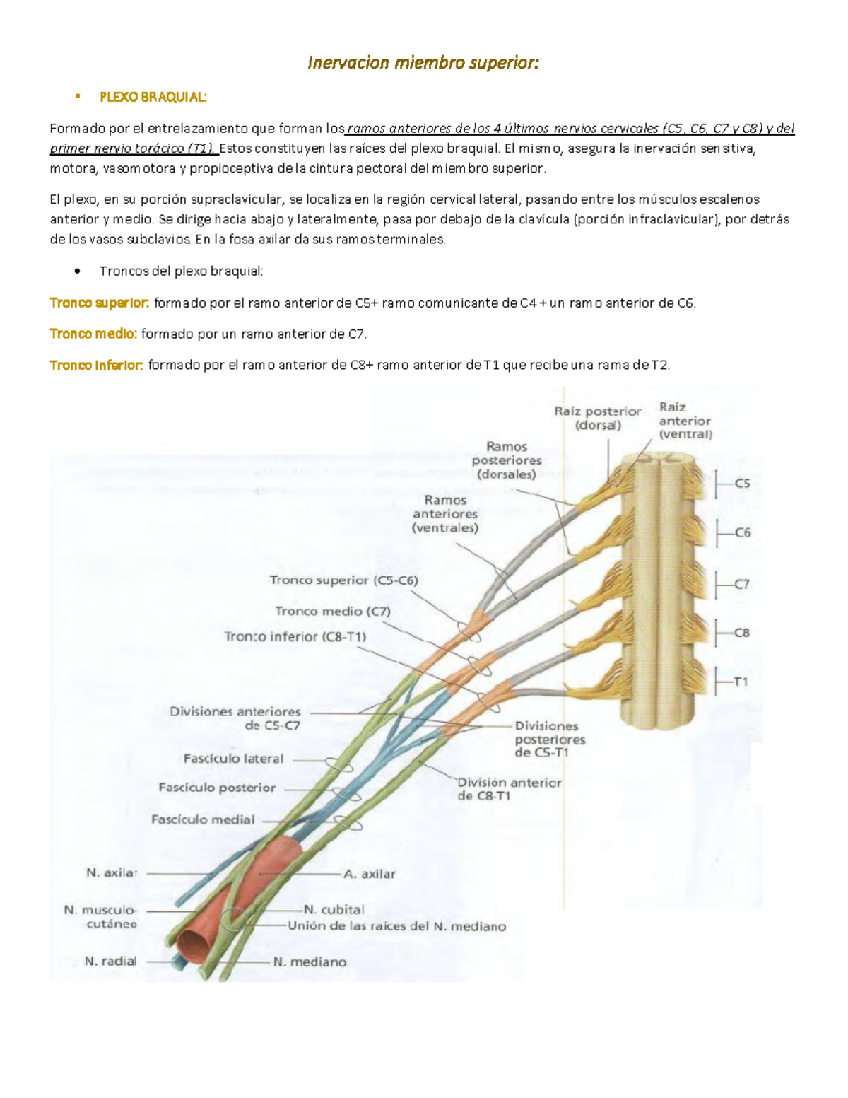 Inervacion de Miembro Superior PDF - Inervacion miembro superior: PLEXO ...
