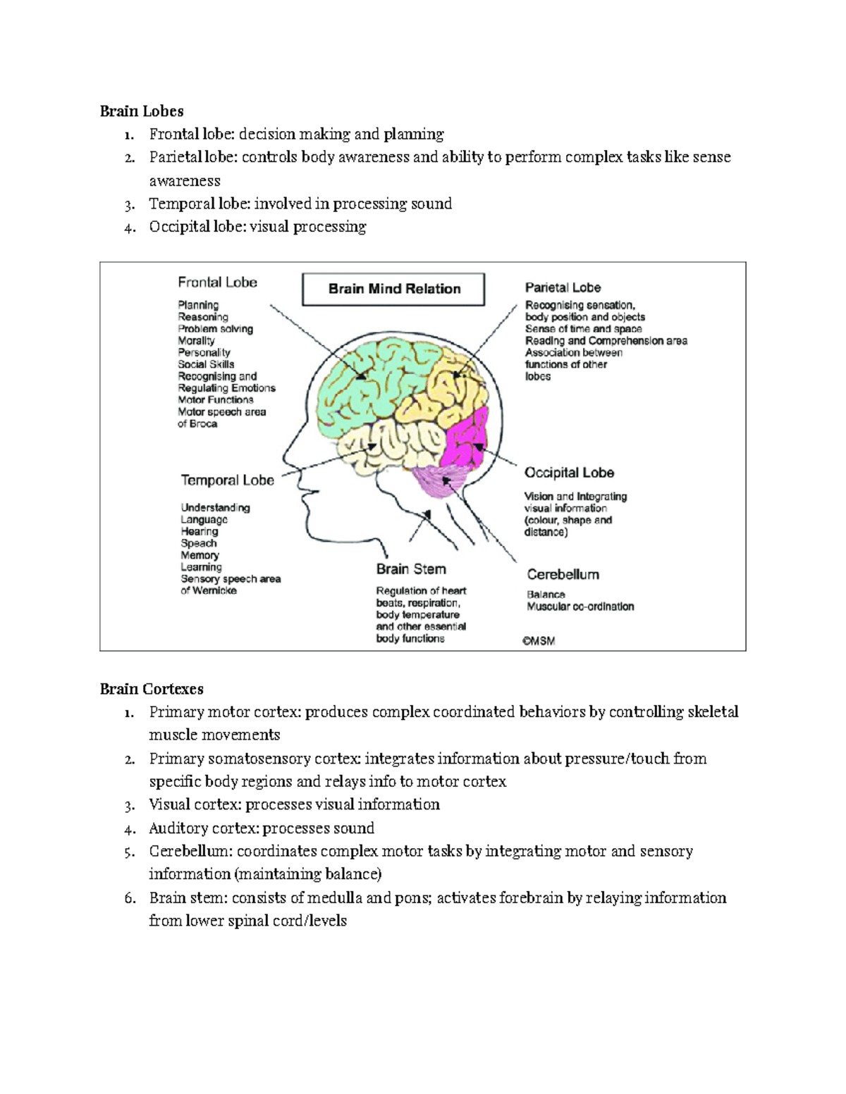 Brain Parts and Function Study Guide - Brain Lobes 1. Frontal lobe: decision making and planning ...