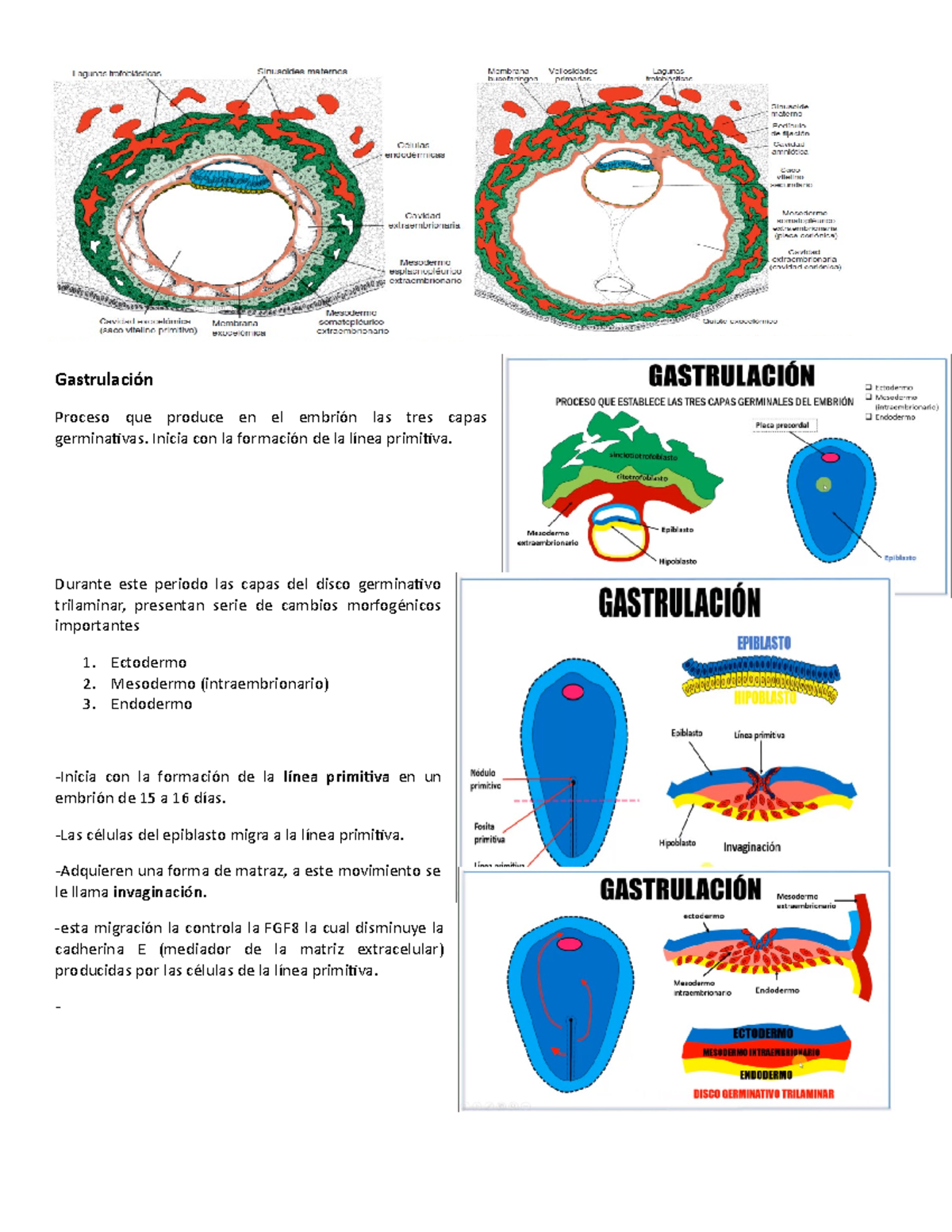 Gastrulación - Gastrulación Proceso que produce en el embrión las tres ...