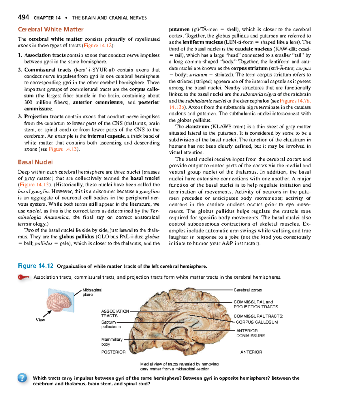 Anatomyand Physiology-176 - 494 CHAPTER 14 • THE BRAIN AND CRANIAL ...