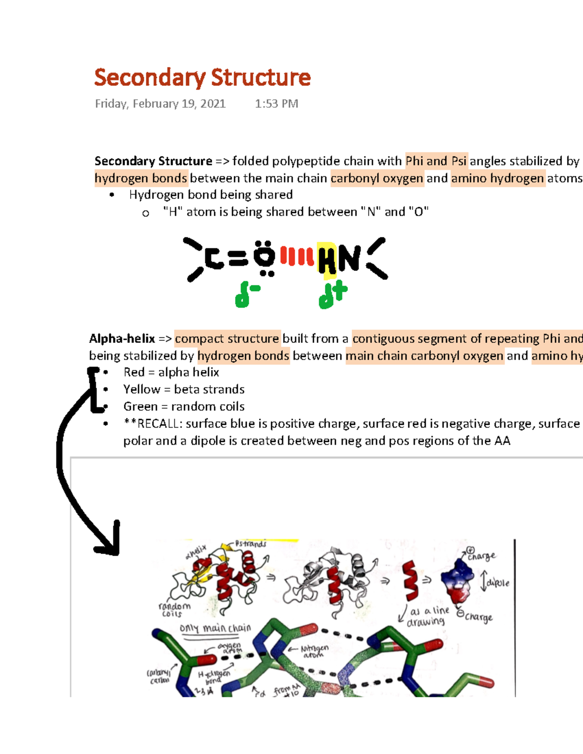 Secondary Structure - Lecture notes 5 - Secondary Structure => folded ...